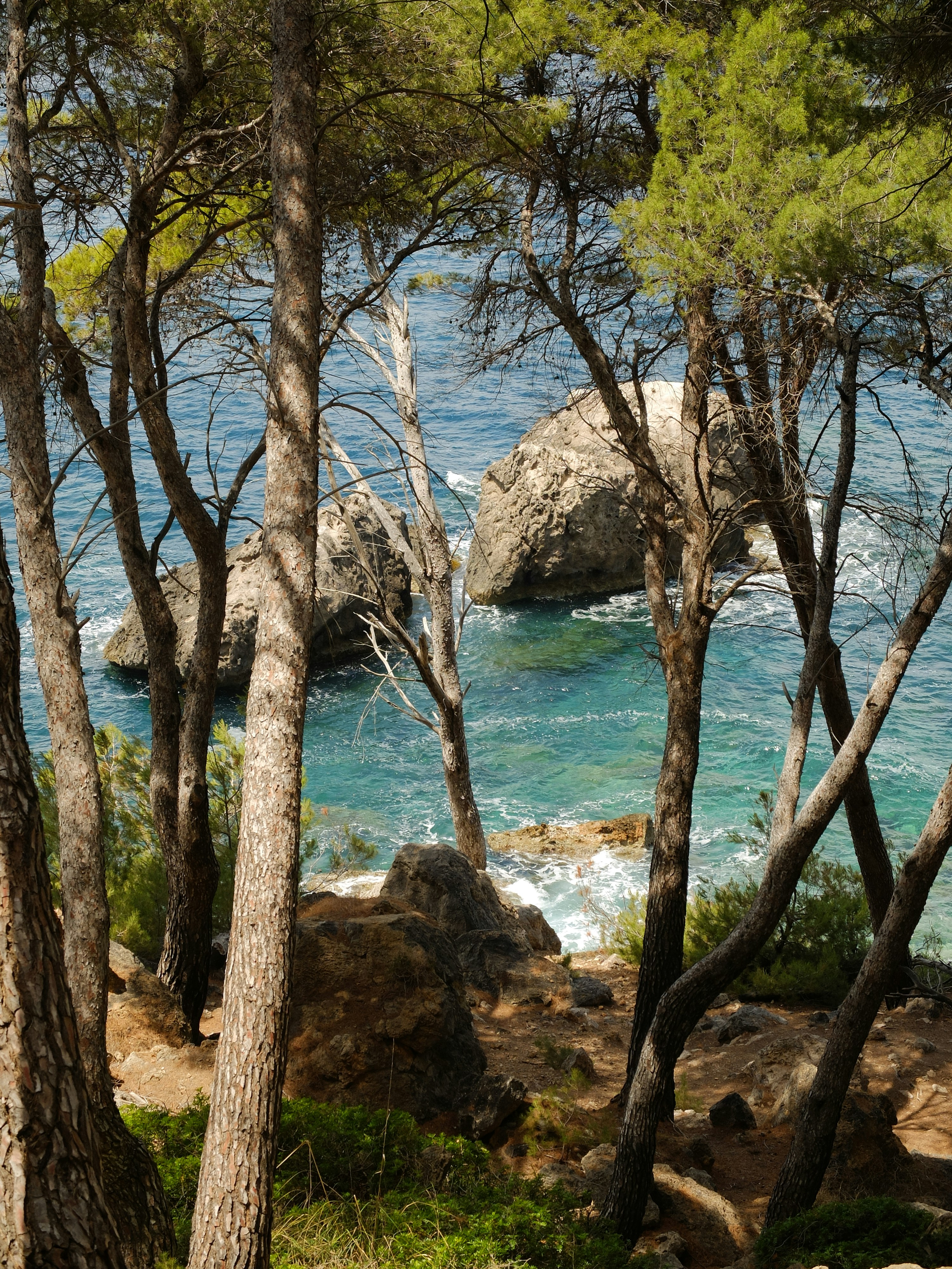 Coastal cove framed by slender trees; turquoise water flanks rocky shore beyond. A tranquil scene emphasizes the interplay of forest foreground and sea beyond.