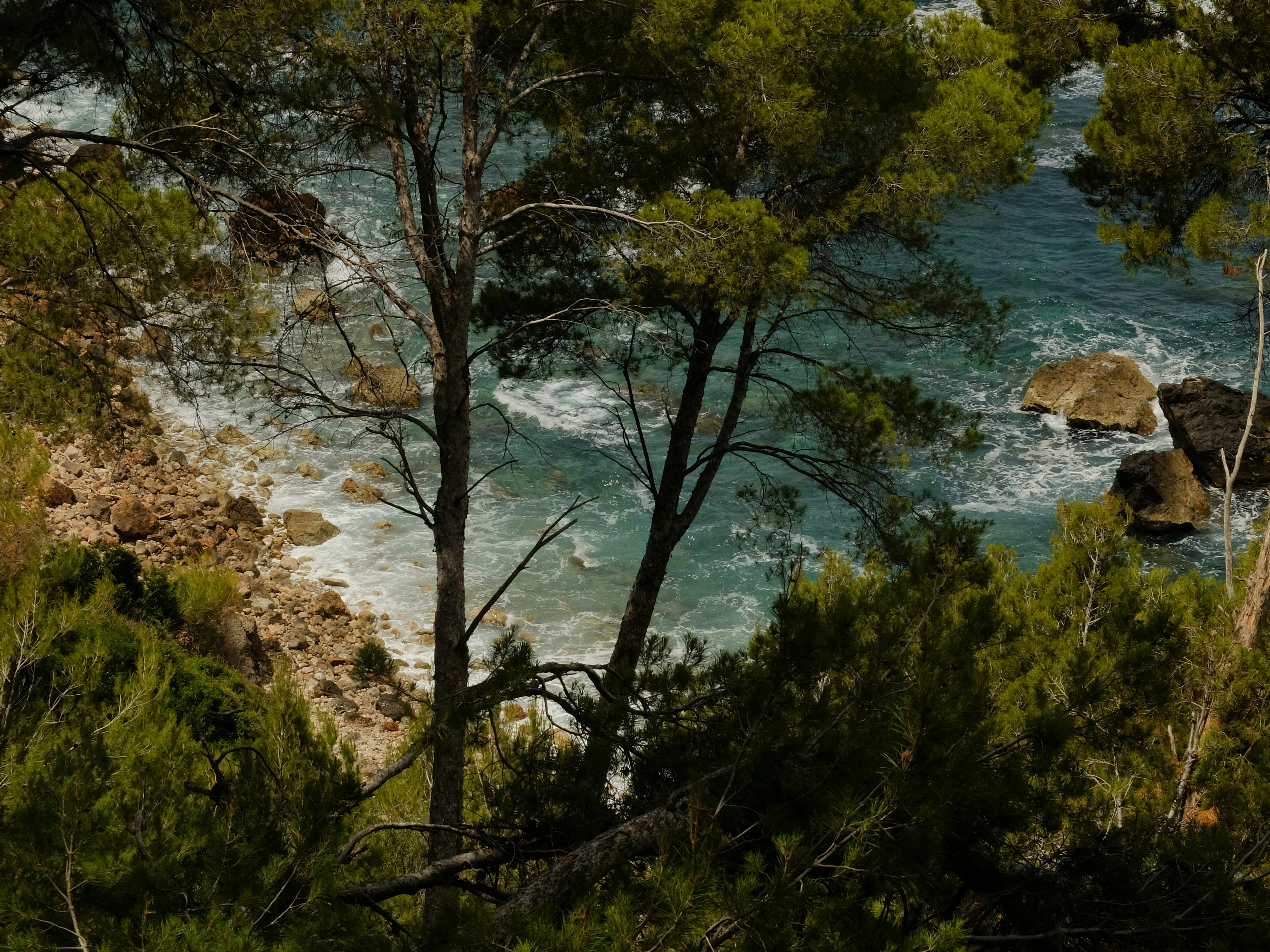 Cove with pine trees framing turquoise sea and rocky shoreline.