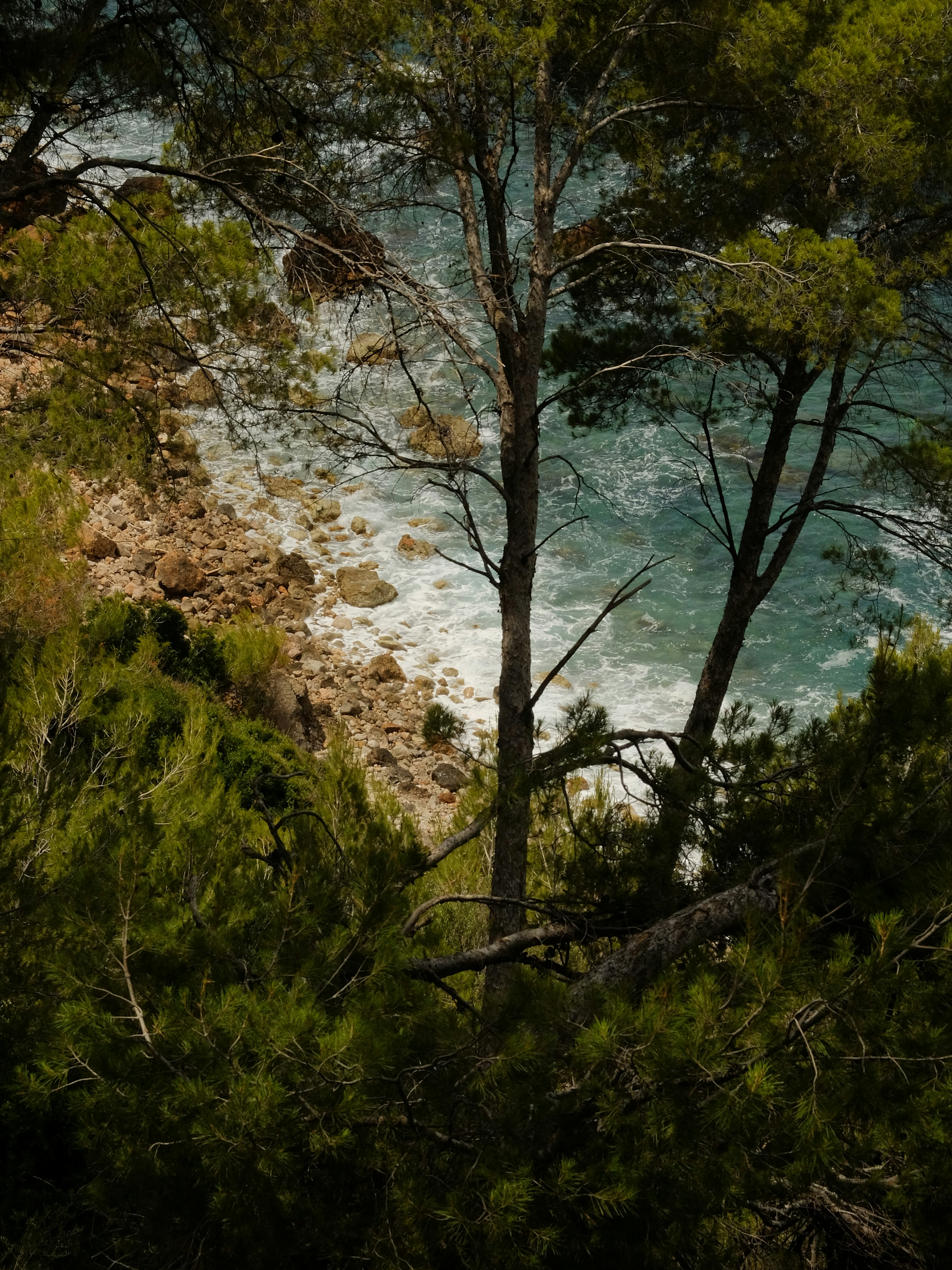 Towering pines frame a rocky coastline and turquoise sea, viewed from above. The scene emphasizes natural textures and the contrast between dark foliage and luminous water.