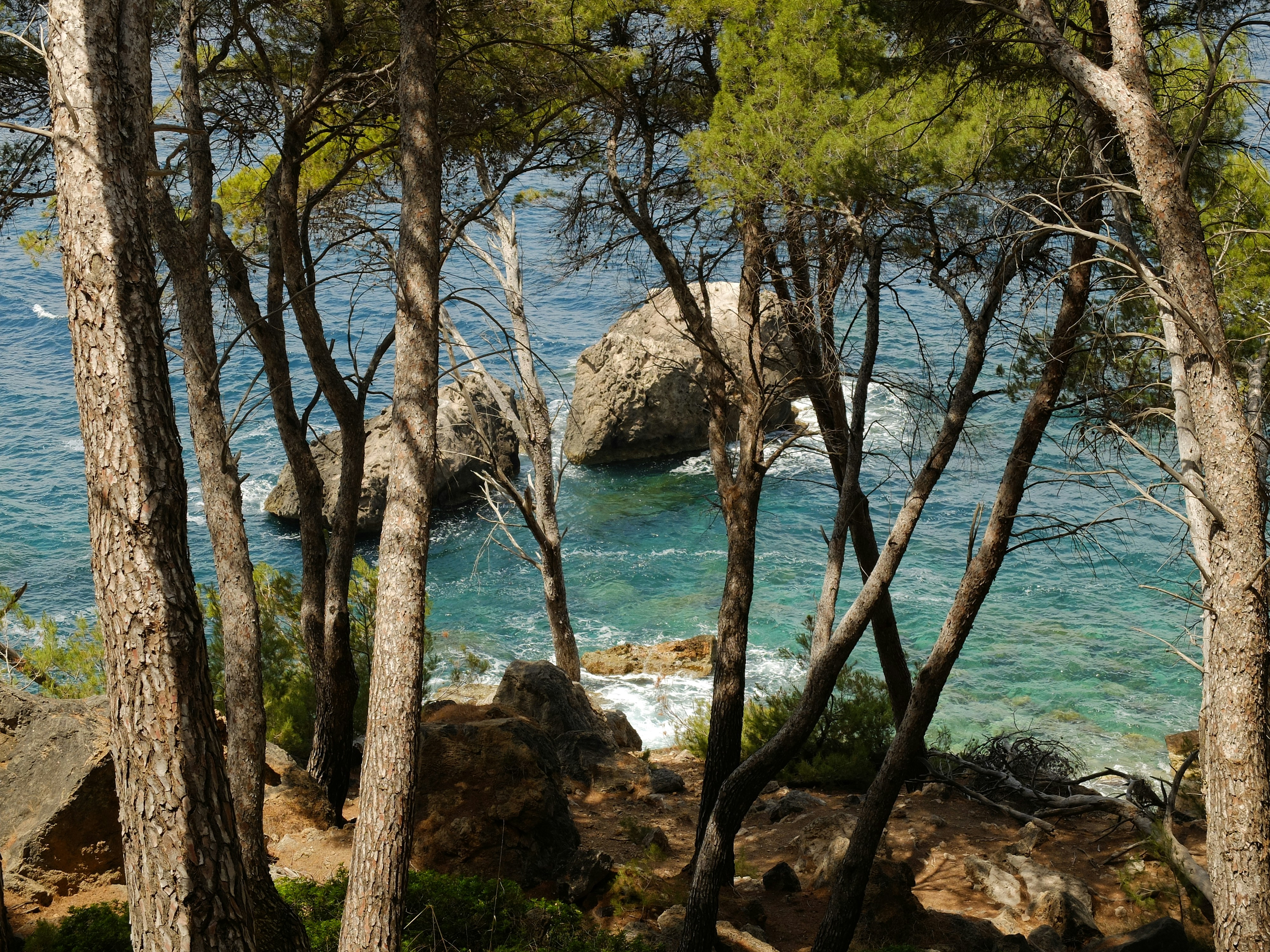Sunlit Cove Through Arced Pines