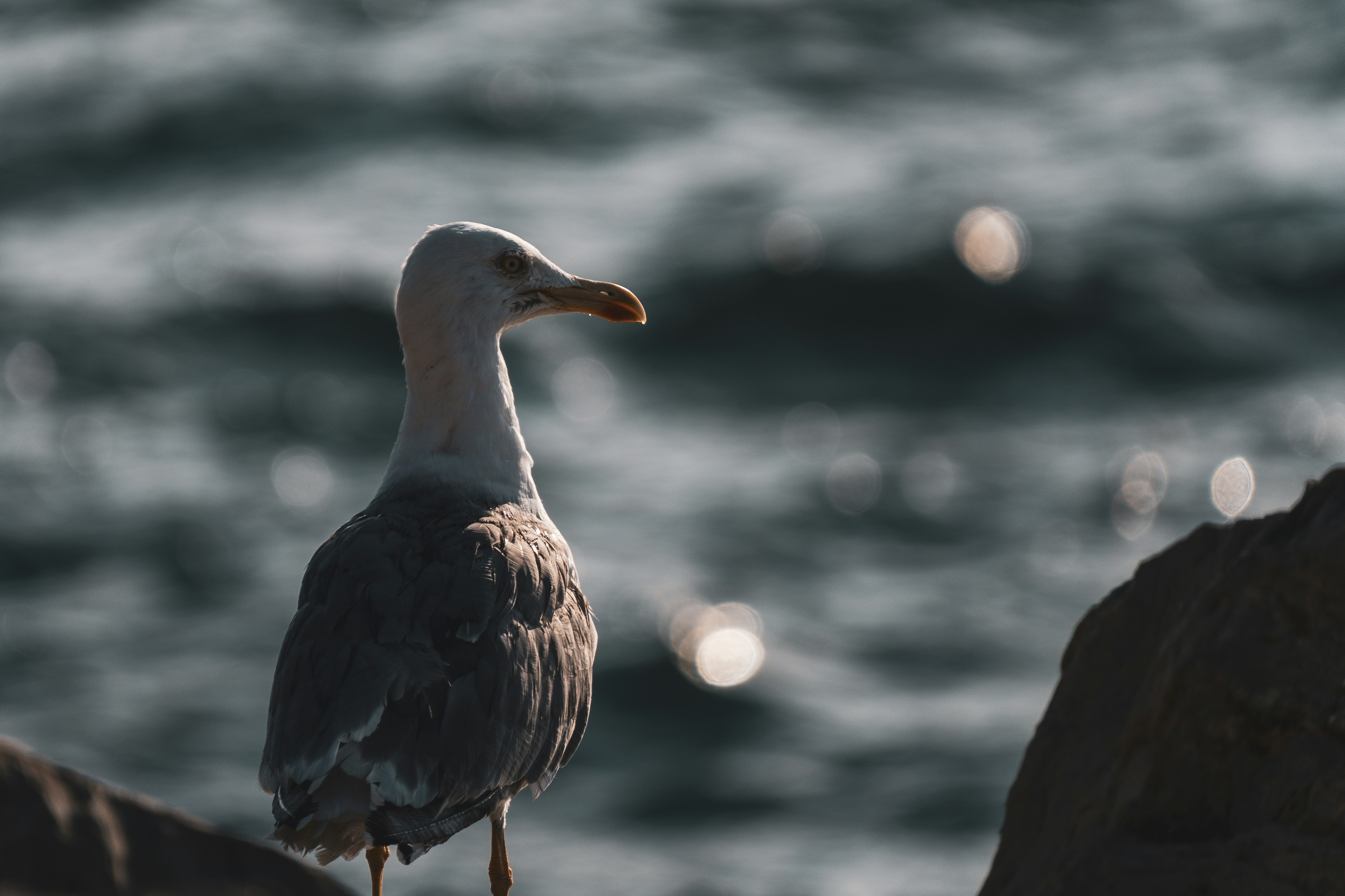 Seabird Sentinel: A lone gull perched before a glimmering海 waves