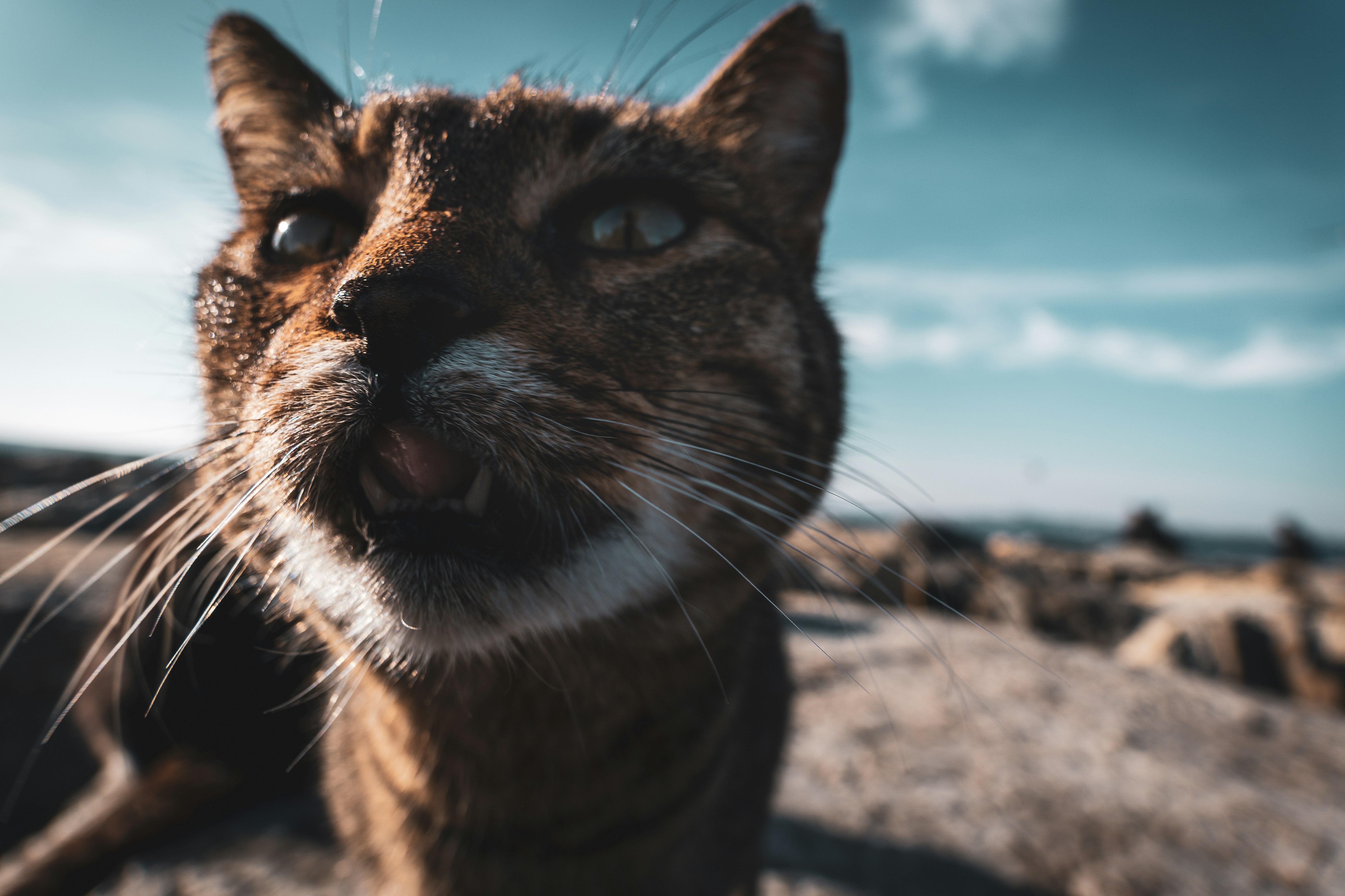 Close-Up Beach Stare: A Cat's Curious Moment Against a Wind-Washed Seascape