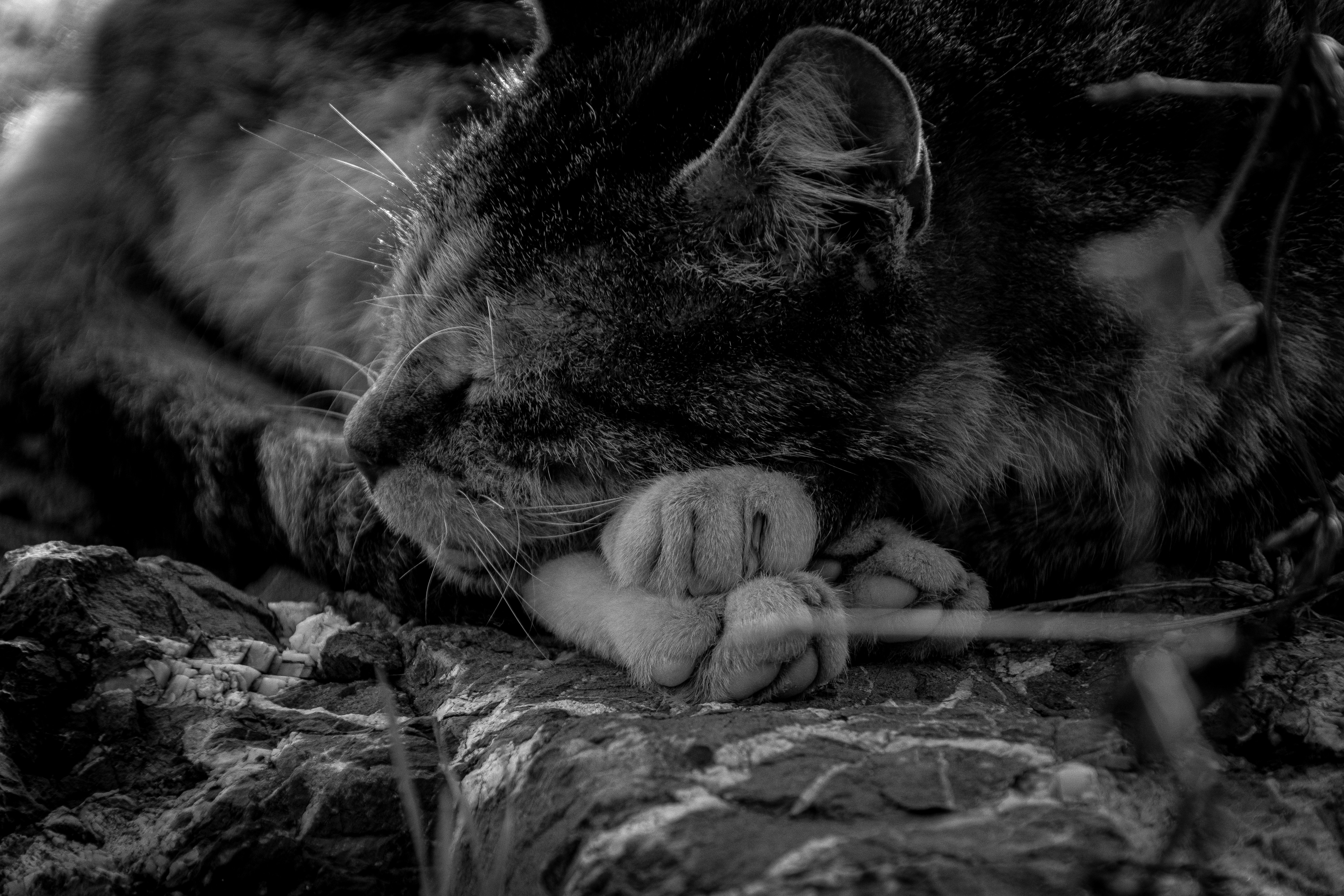 Hidden Slumber: A Cat's Quiet Rest Among Rocks