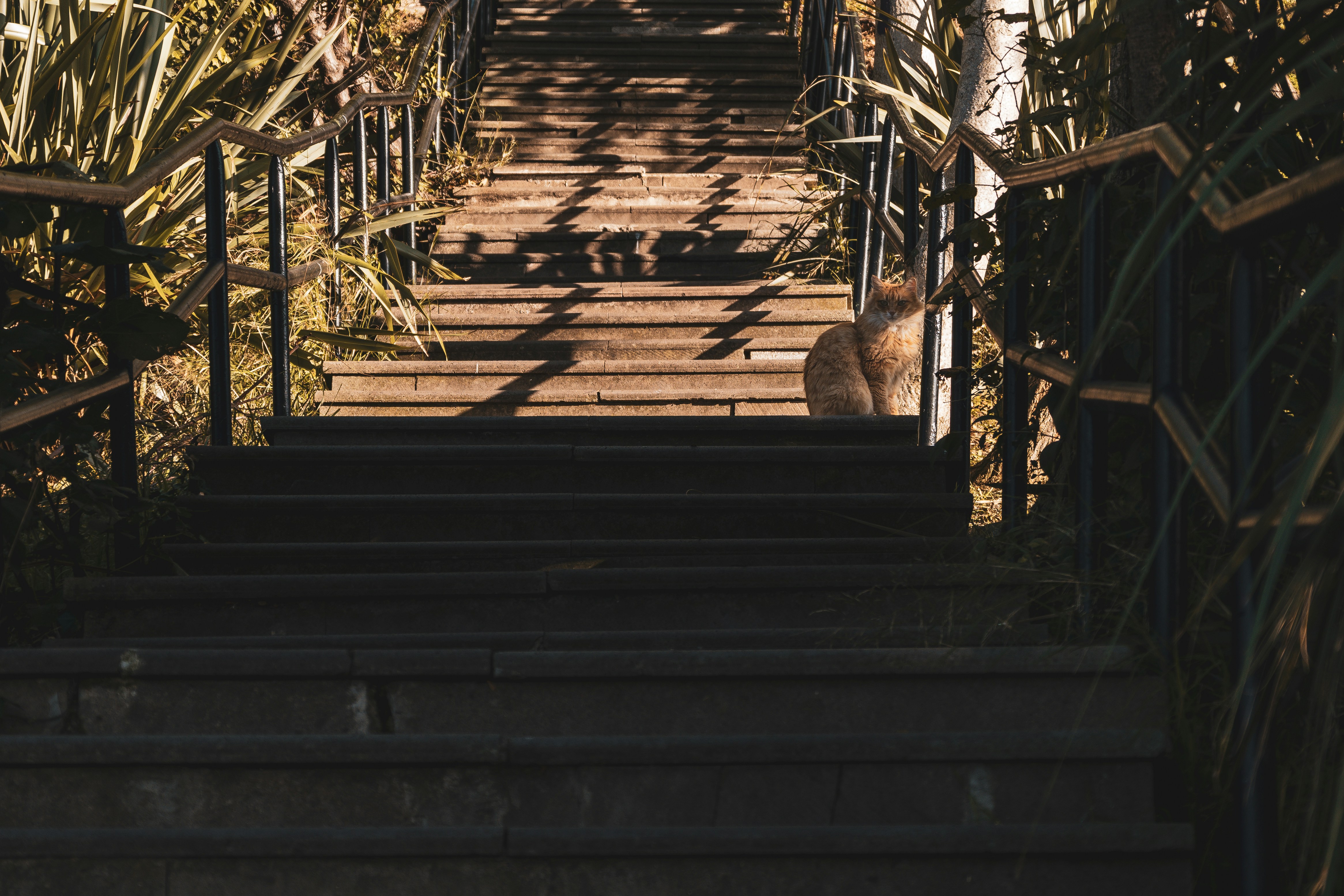 Sunlit Staircase Through Foliage Revealing a Hidden Cat at the Landing