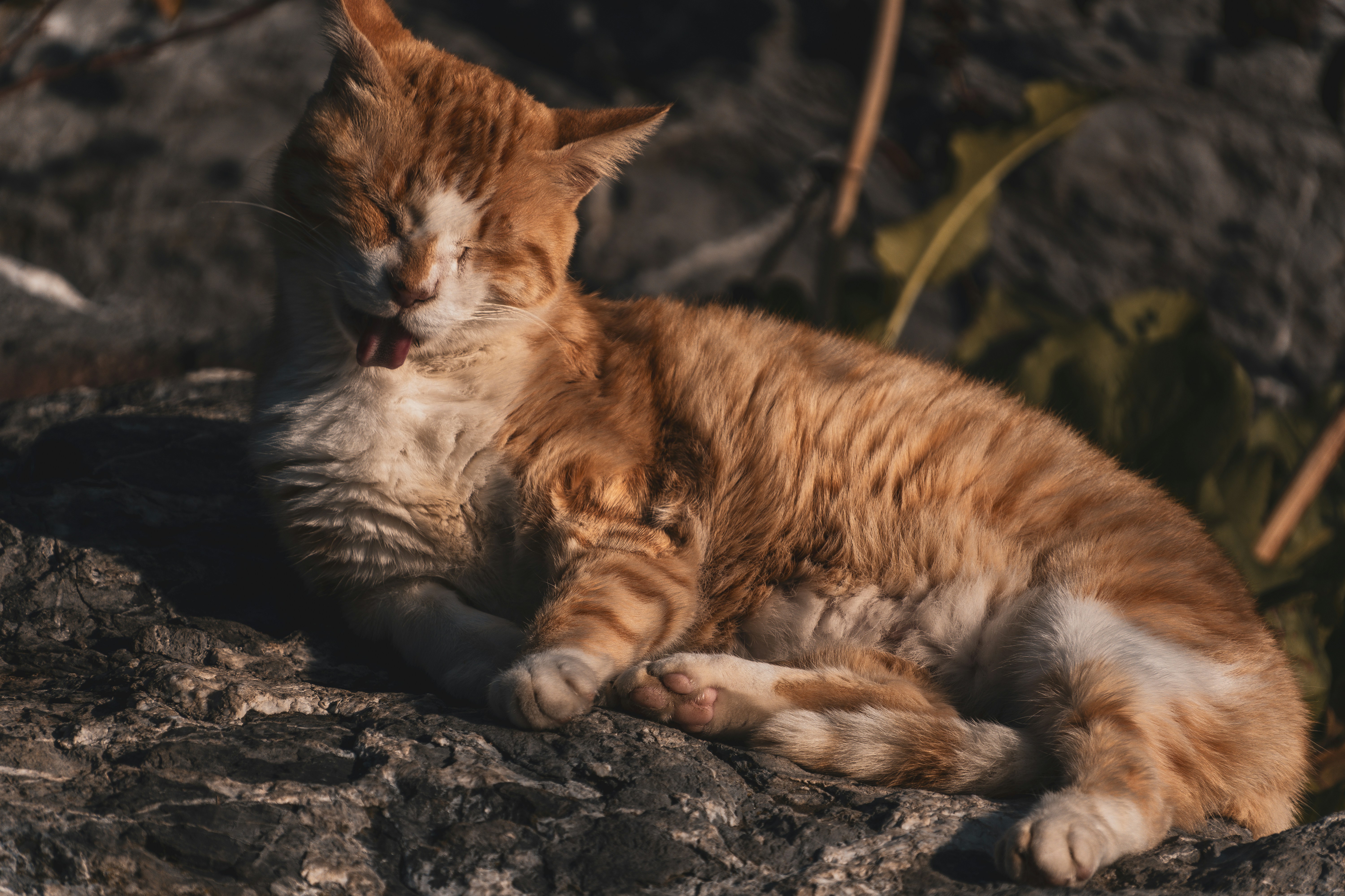 Sunlit Ginger Cat Resting on Sun-Warmed Stone