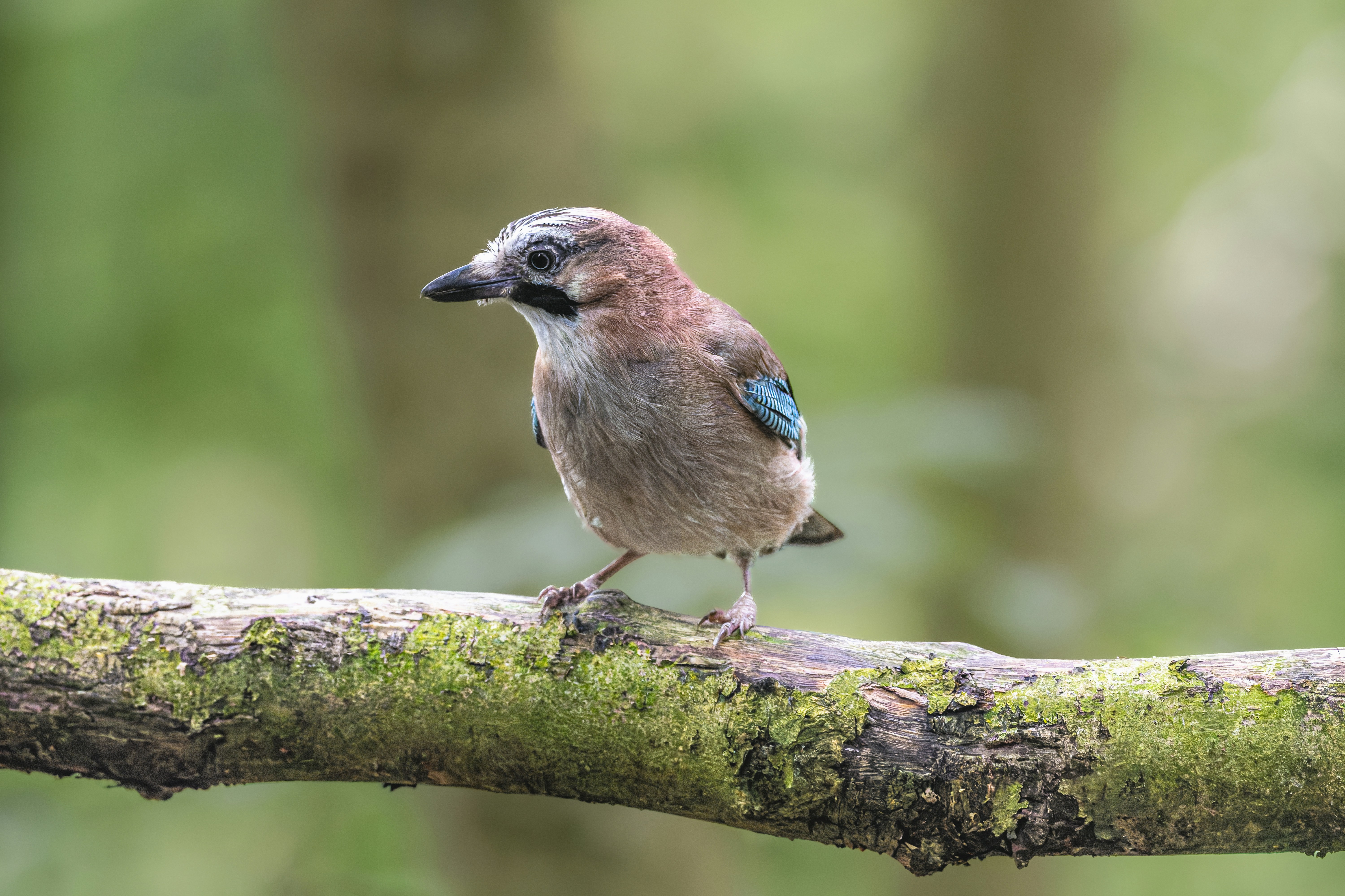 Perched Beauty: A Blue-tinged Sunbird on Mossy Burl