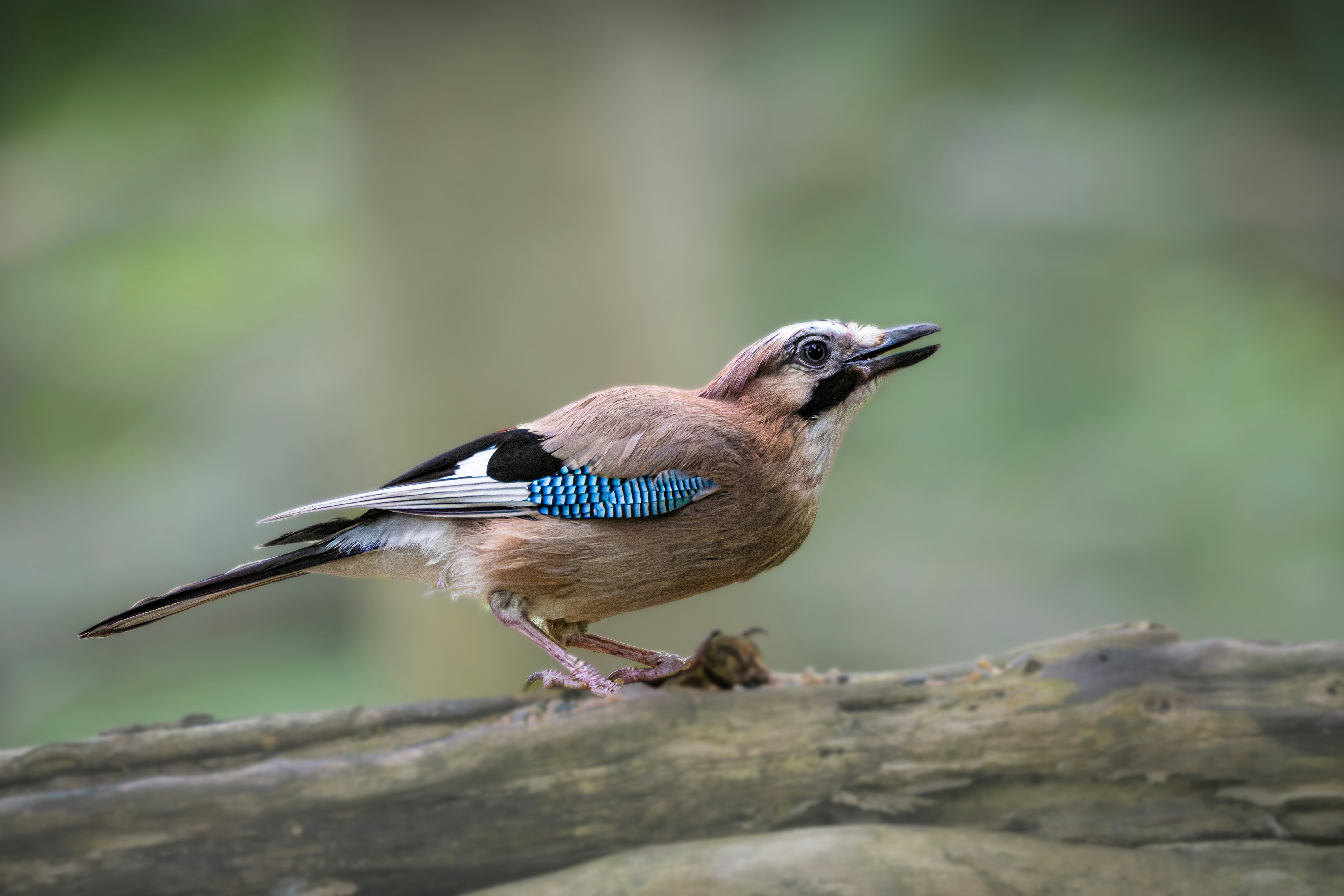 A brown bird with blue wing stripes perches on a weathered log, set against a softly blurred green forest background.