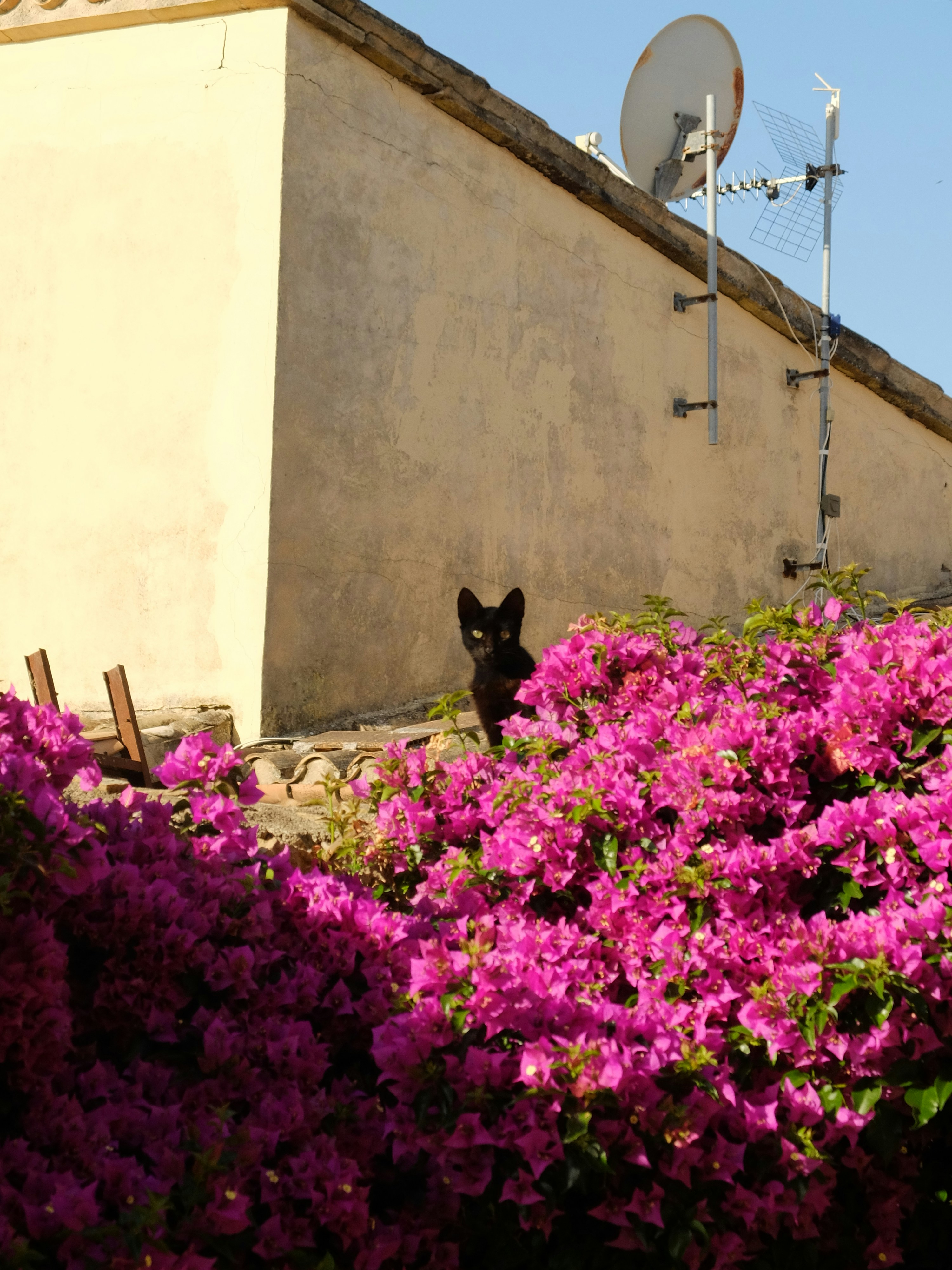 A small black cat peeks from behind bright pink bougainvillea against a pale sunlit wall and rooftop antennas.