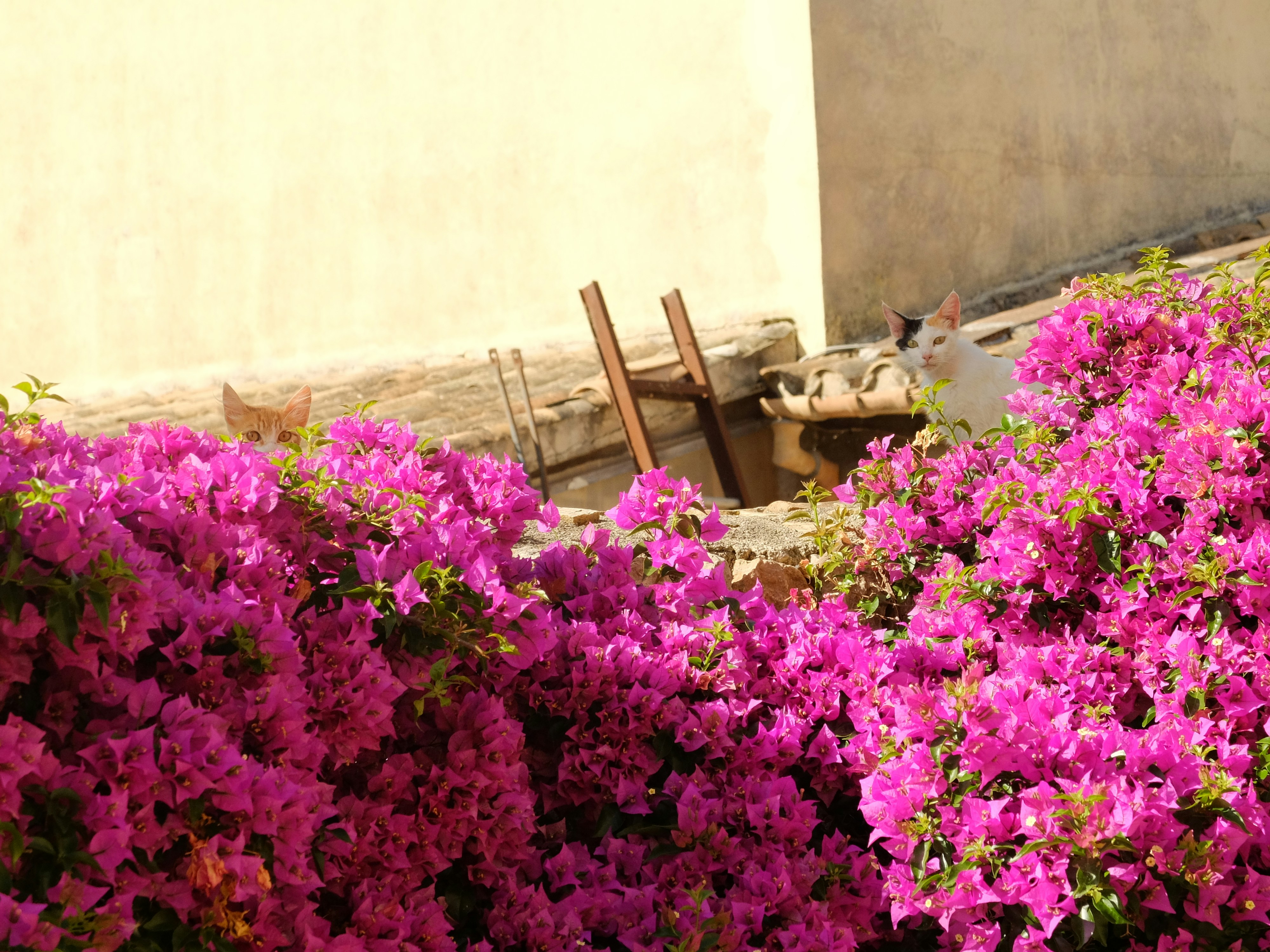 Two white cats peek from behind vibrant pink bougainvillea along a sunlit wall.
