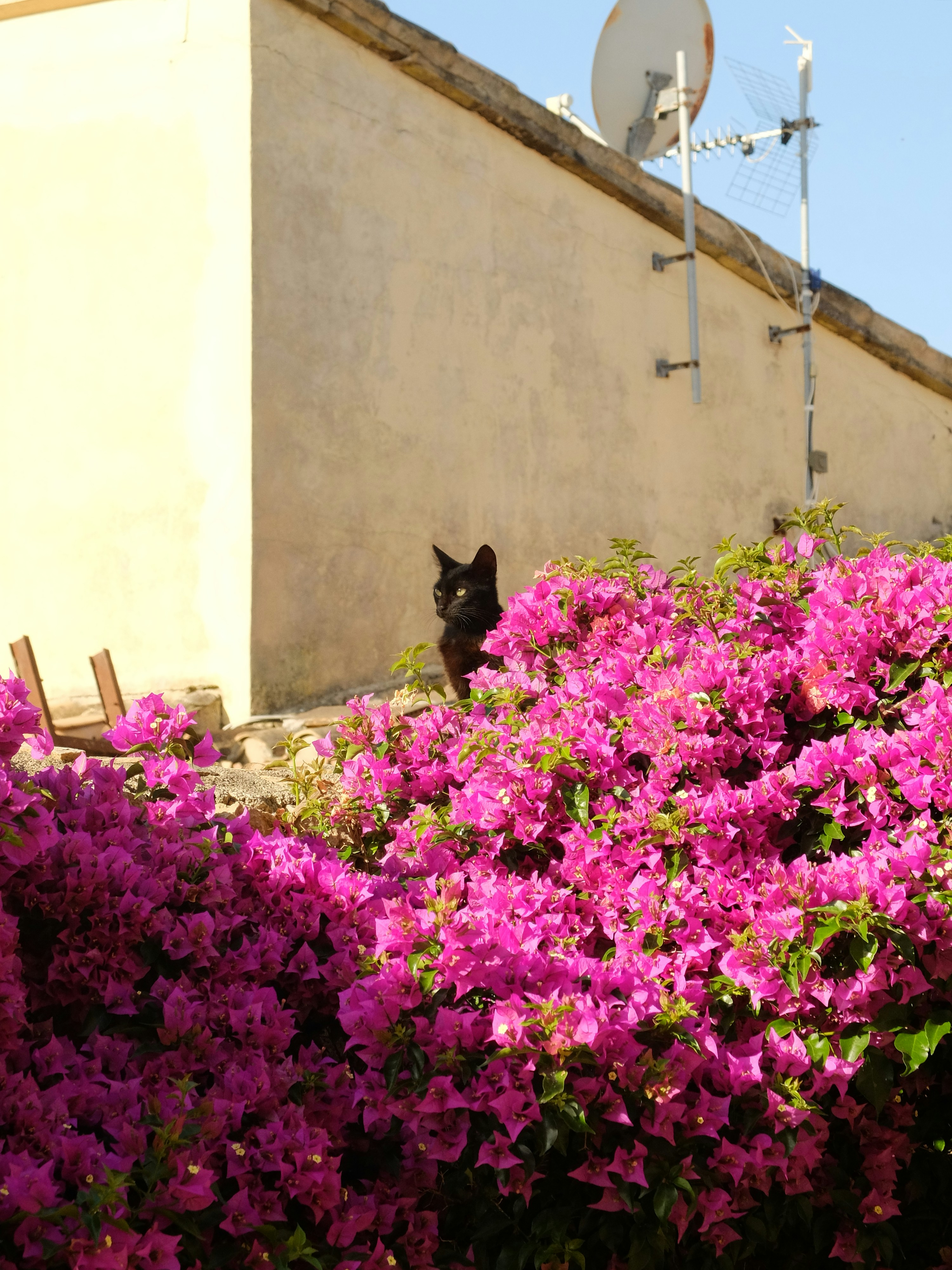 A small black cat peeks from behind vibrant pink bougainvillea in front of a sunlit beige wall, with a satellite dish and antenna above. A simple, warm domestic scene showing nature encroaching on a man-made space.