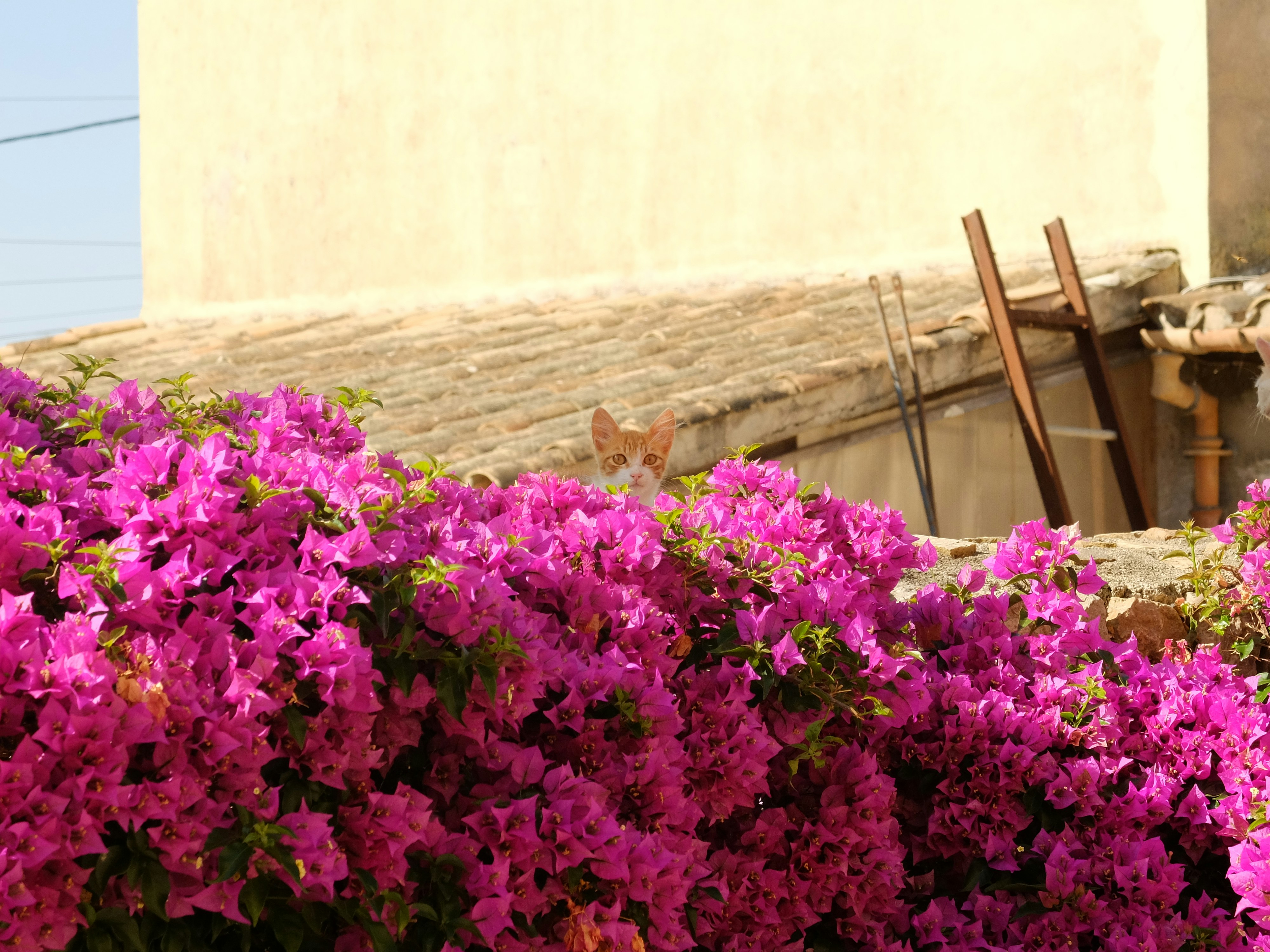 Hidden Kay feline in a sea of magenta bougainvillea