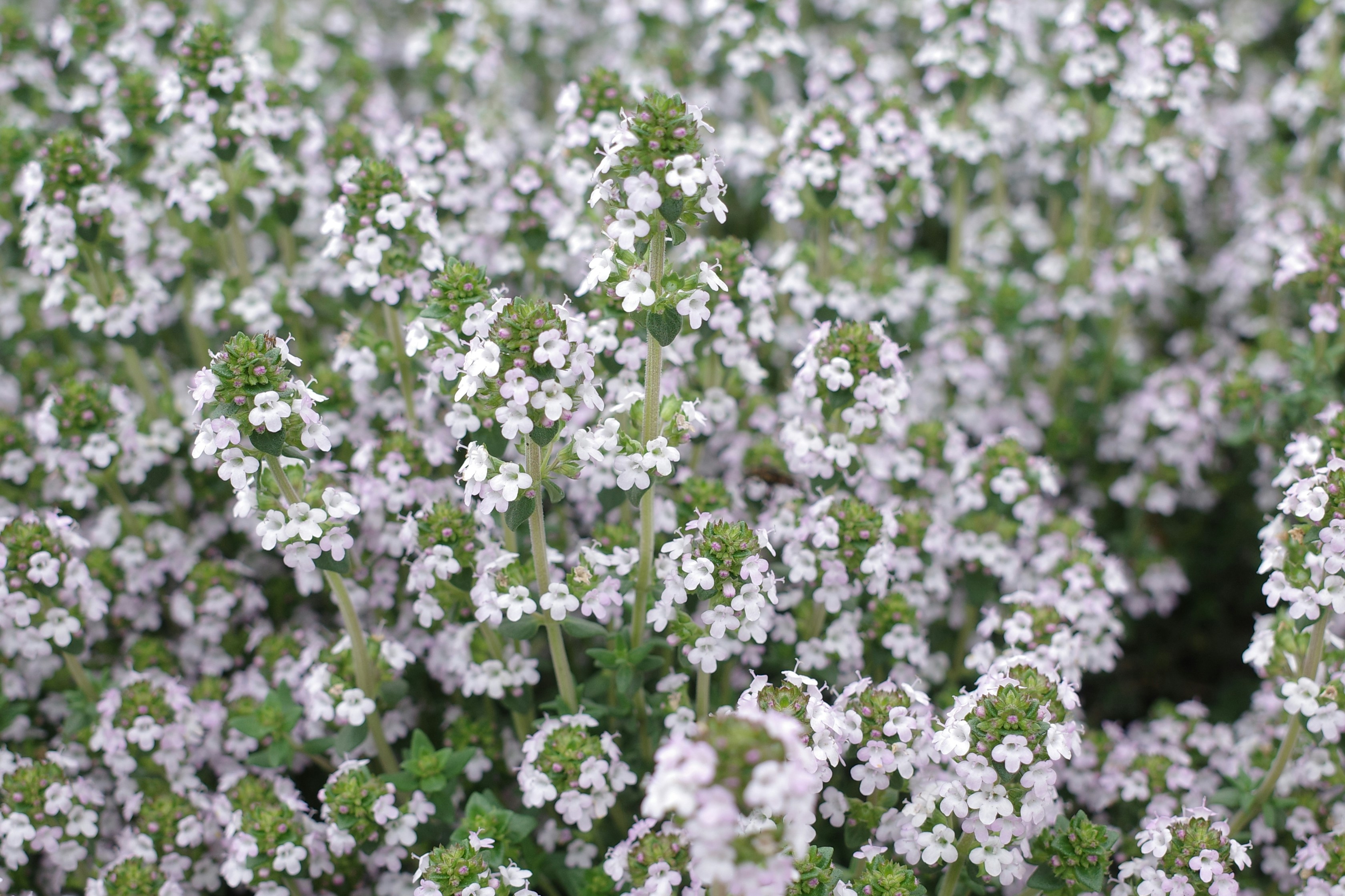 Soft lavender blossoms blanket a garden hedge