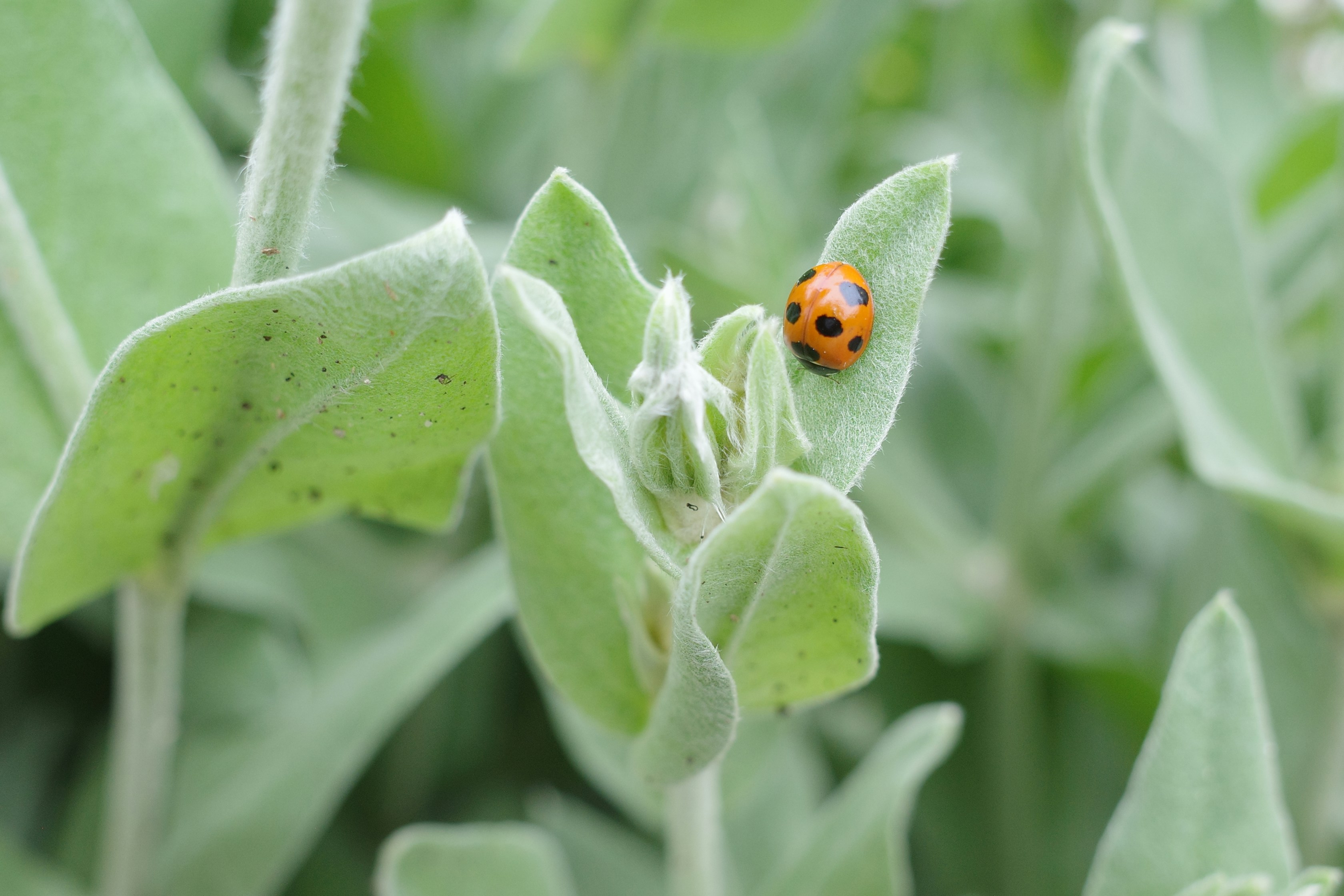Ladybug on a Soft-Textured Green Canvas
