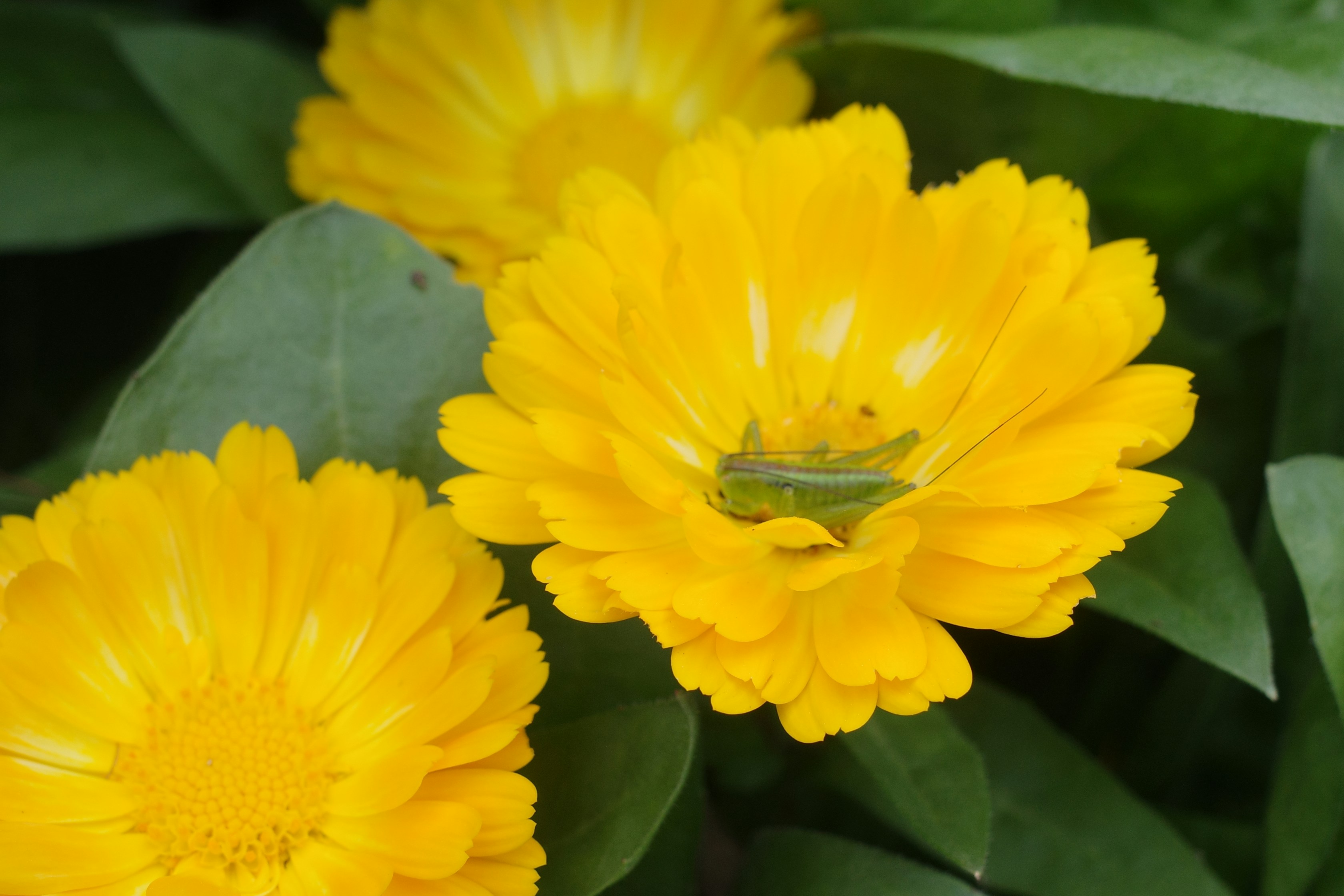 Sunlit Golden Bloom with a Tiny Visitor