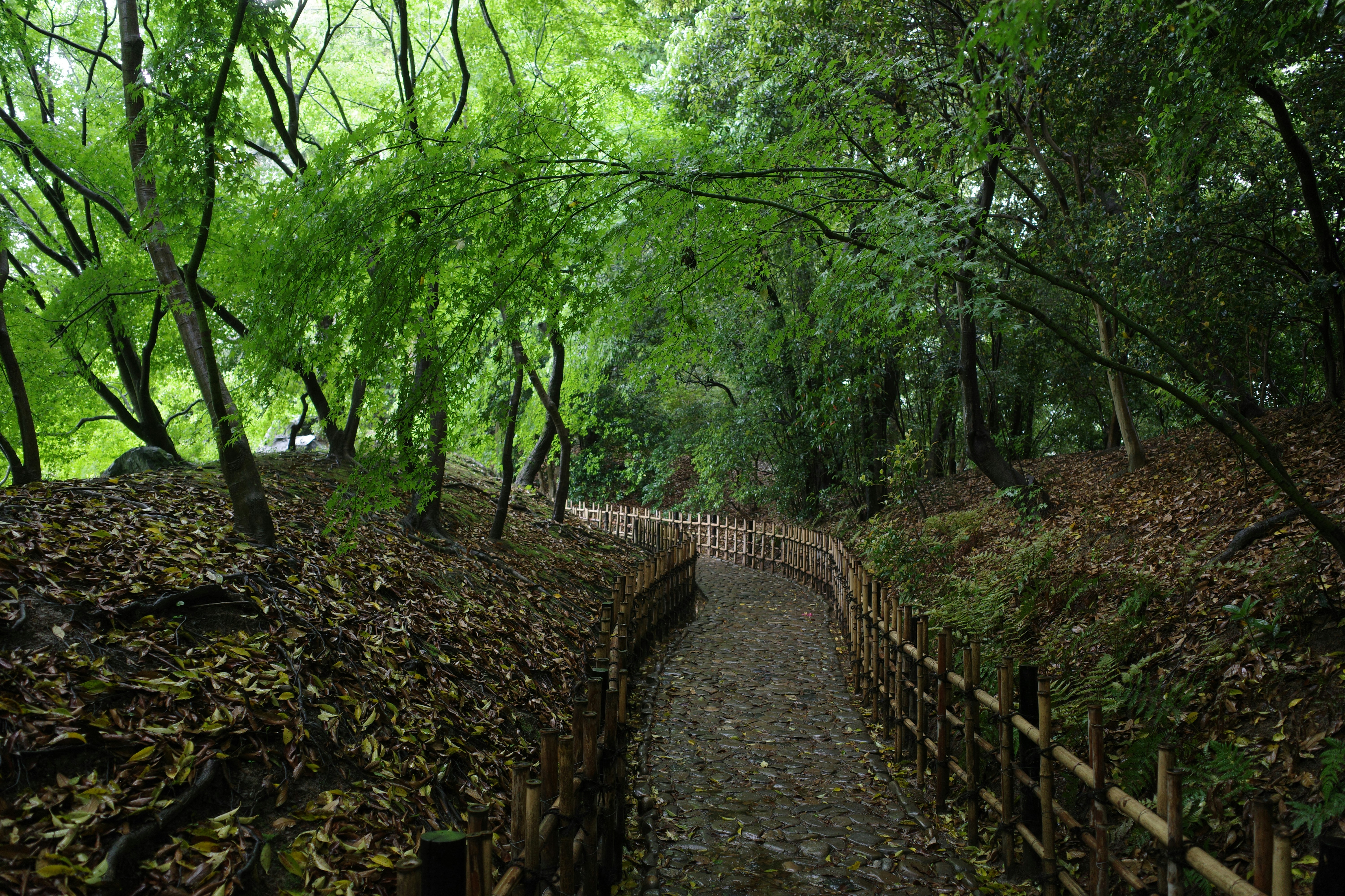 Forest Pathway Through a Green Canopy