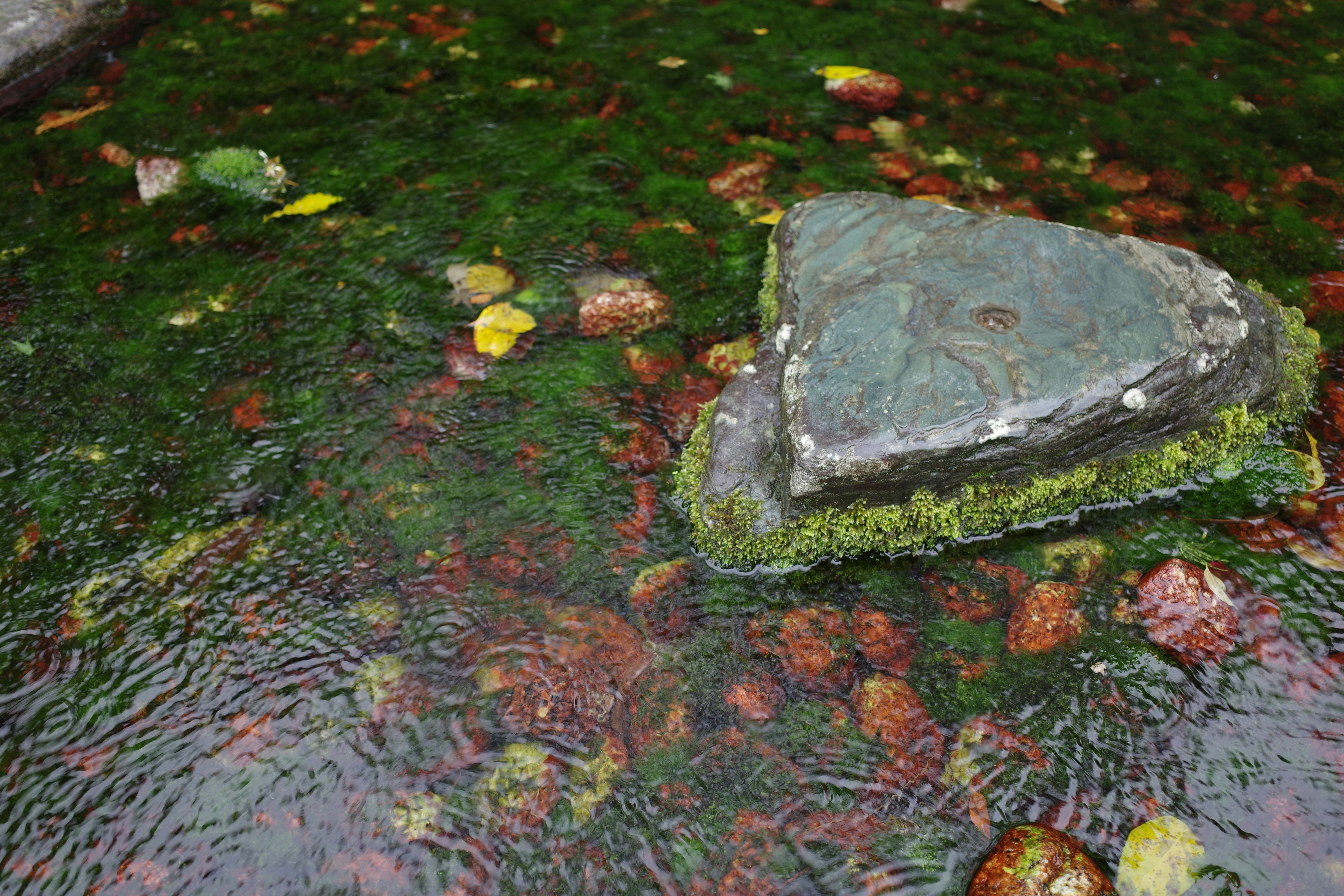 Moss-Clad Rock Amid Quiet River Ripples