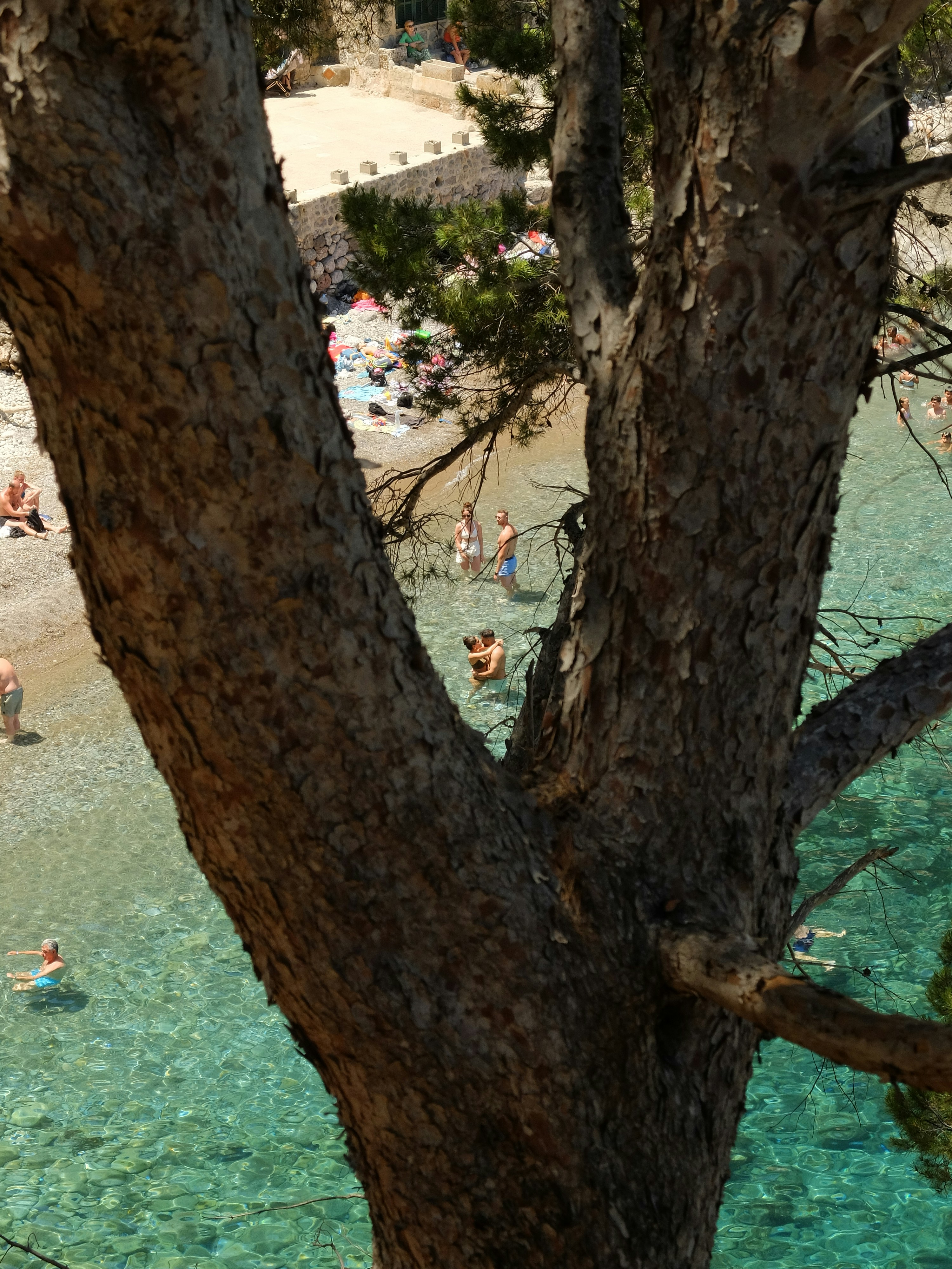 Sunlit Sea Hour: People Enjoying Clear Waters Through a Tree Frame