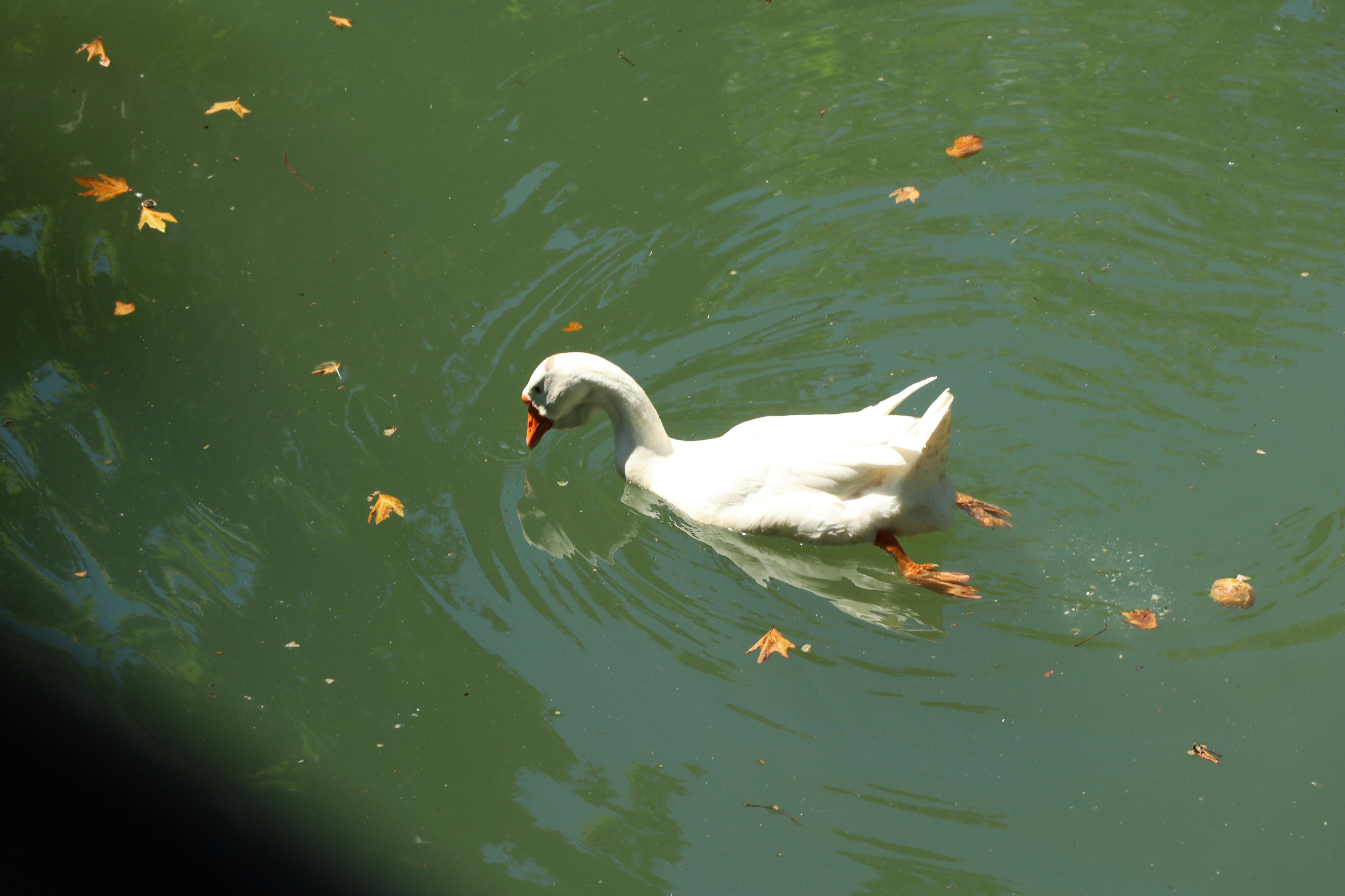 White duck glides across a green pond with scattered autumn leaves, creating gentle ripples and a calm, reflective scene.