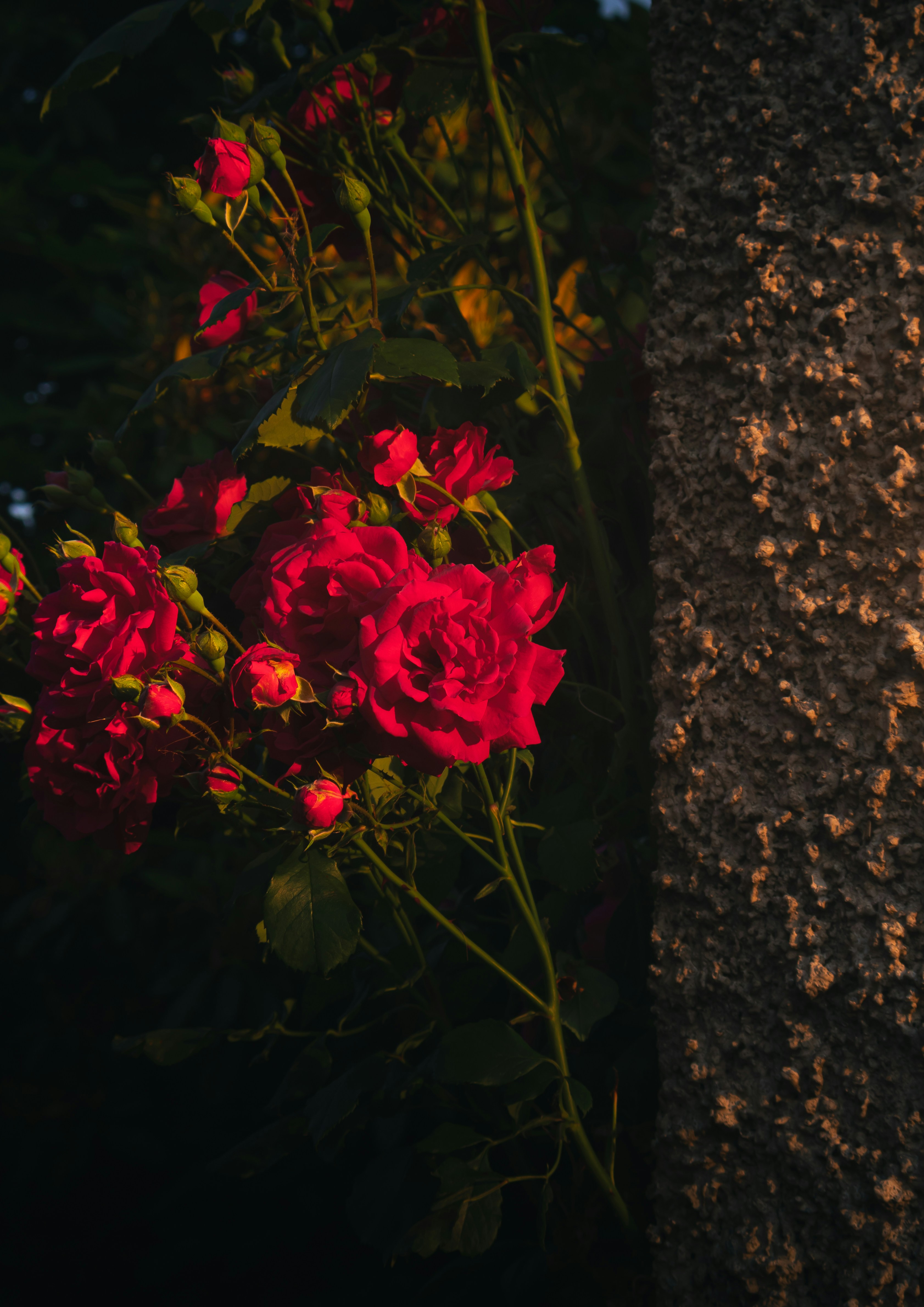 Crimson Roses in Partial Nightlight