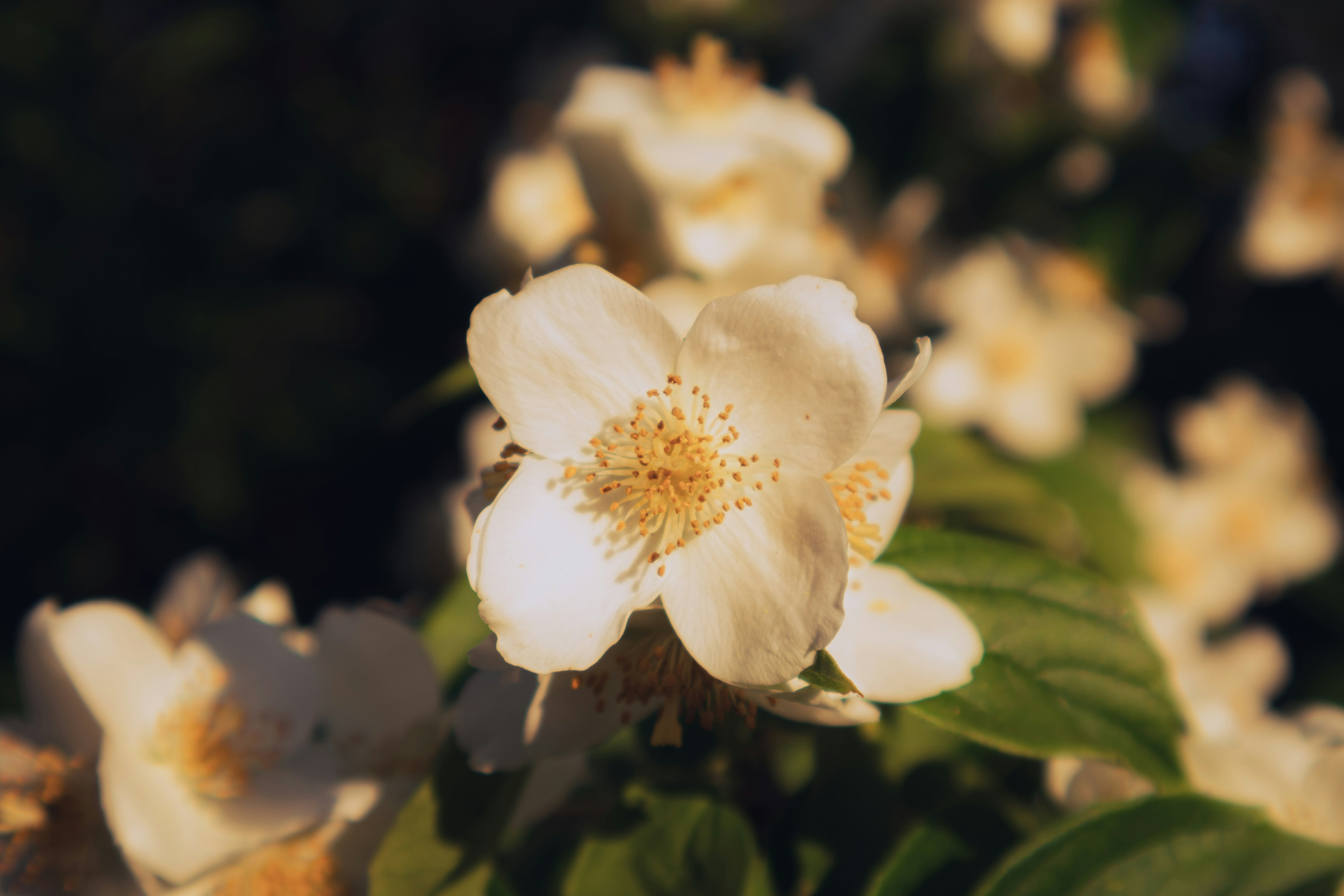 Sunlit White Flower: Centered Bloom in Soft Backlight