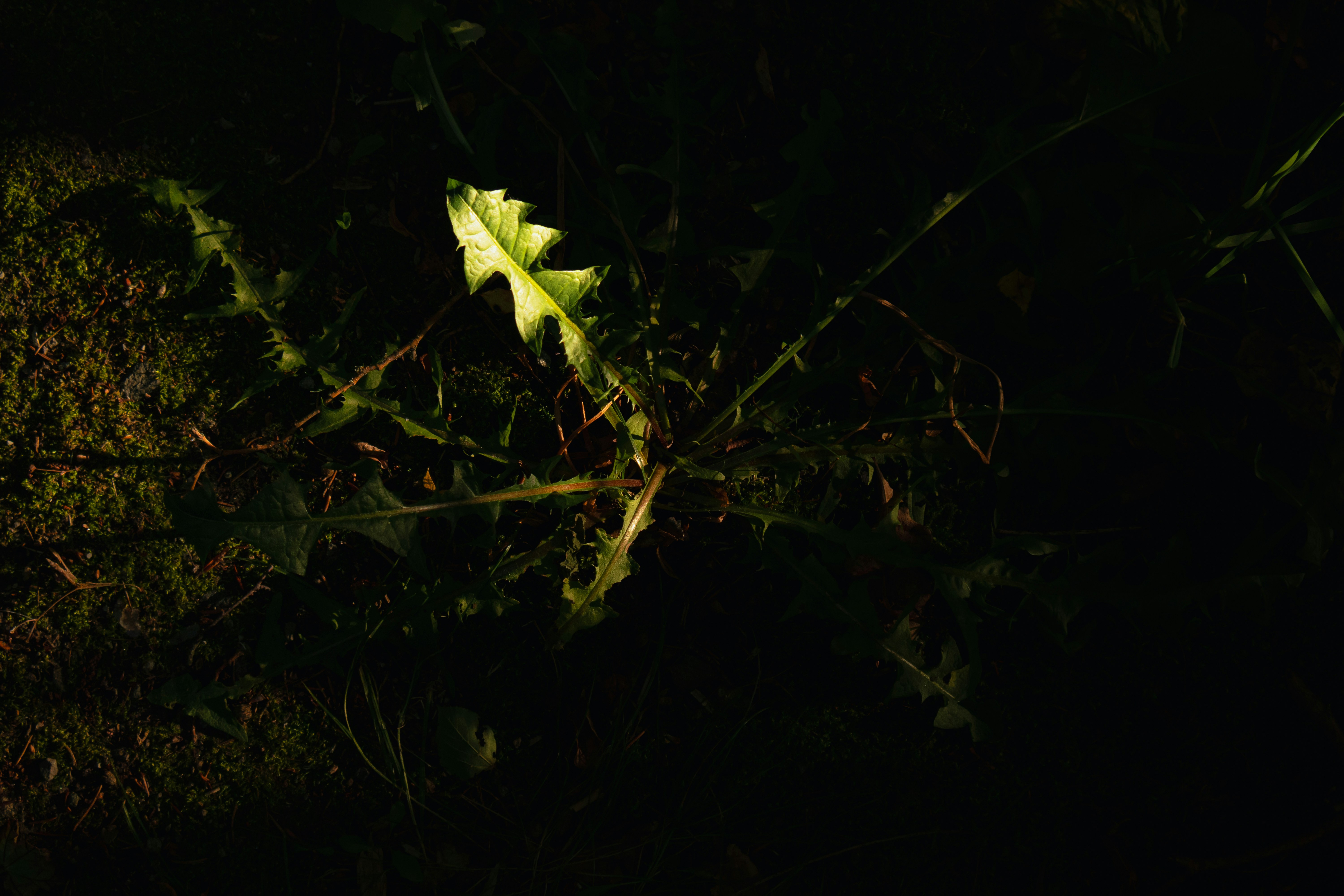 A Pale Leaf in a Shadowed Underbrush
