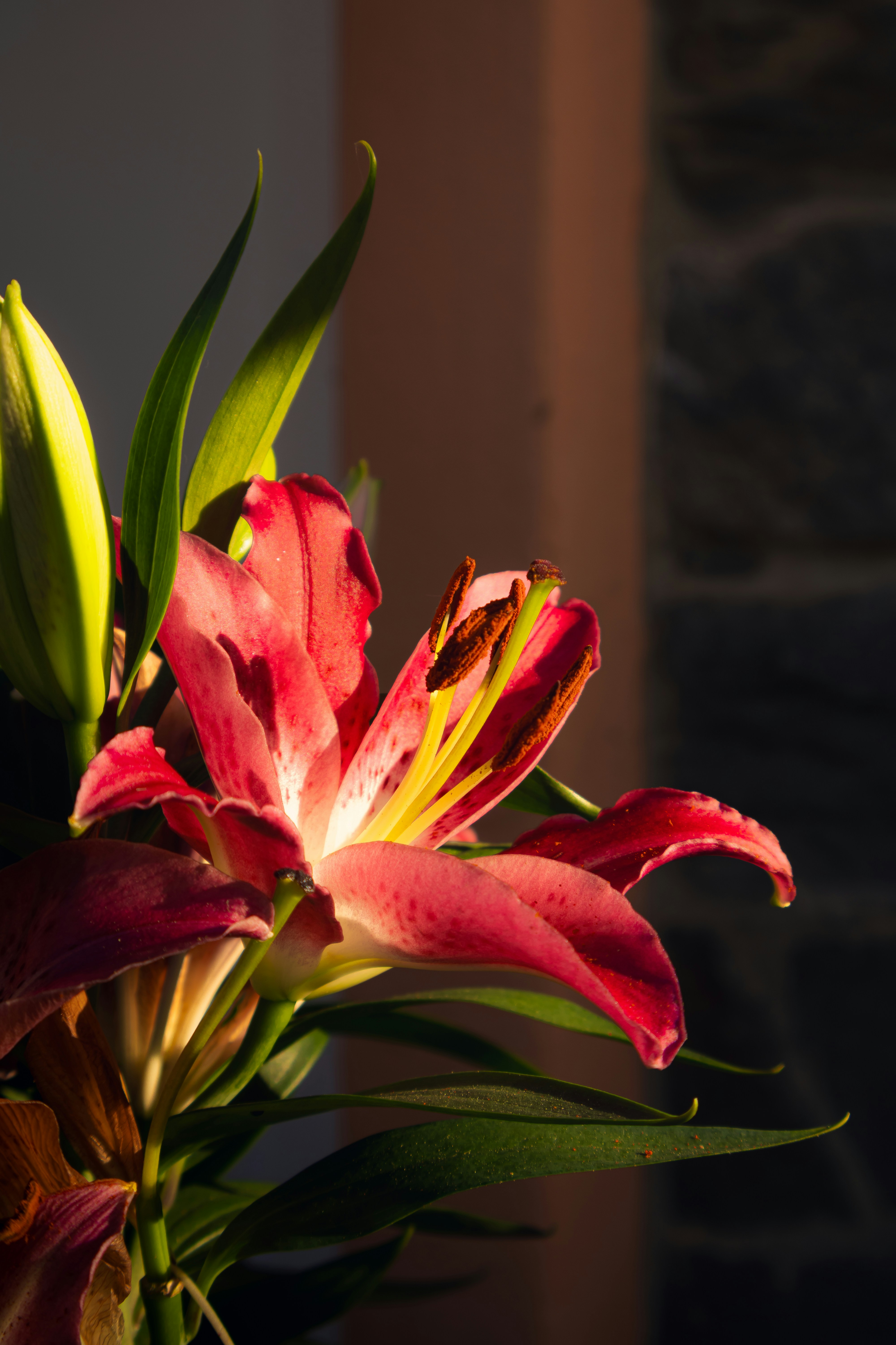 Crimson Lily in Warm Spotlight