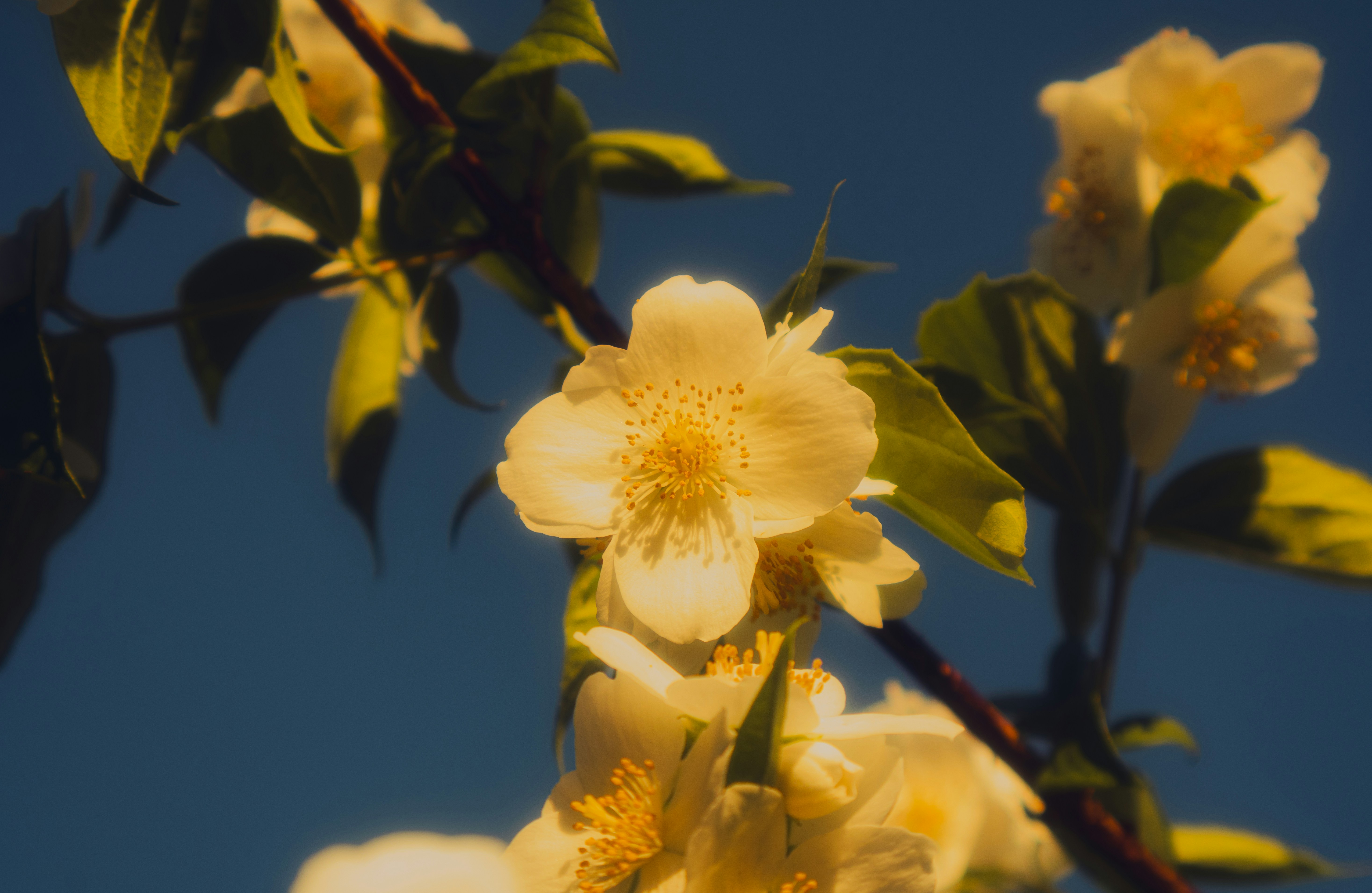Sunlit Jasmine: close-up bloom against a clear blue backdrop