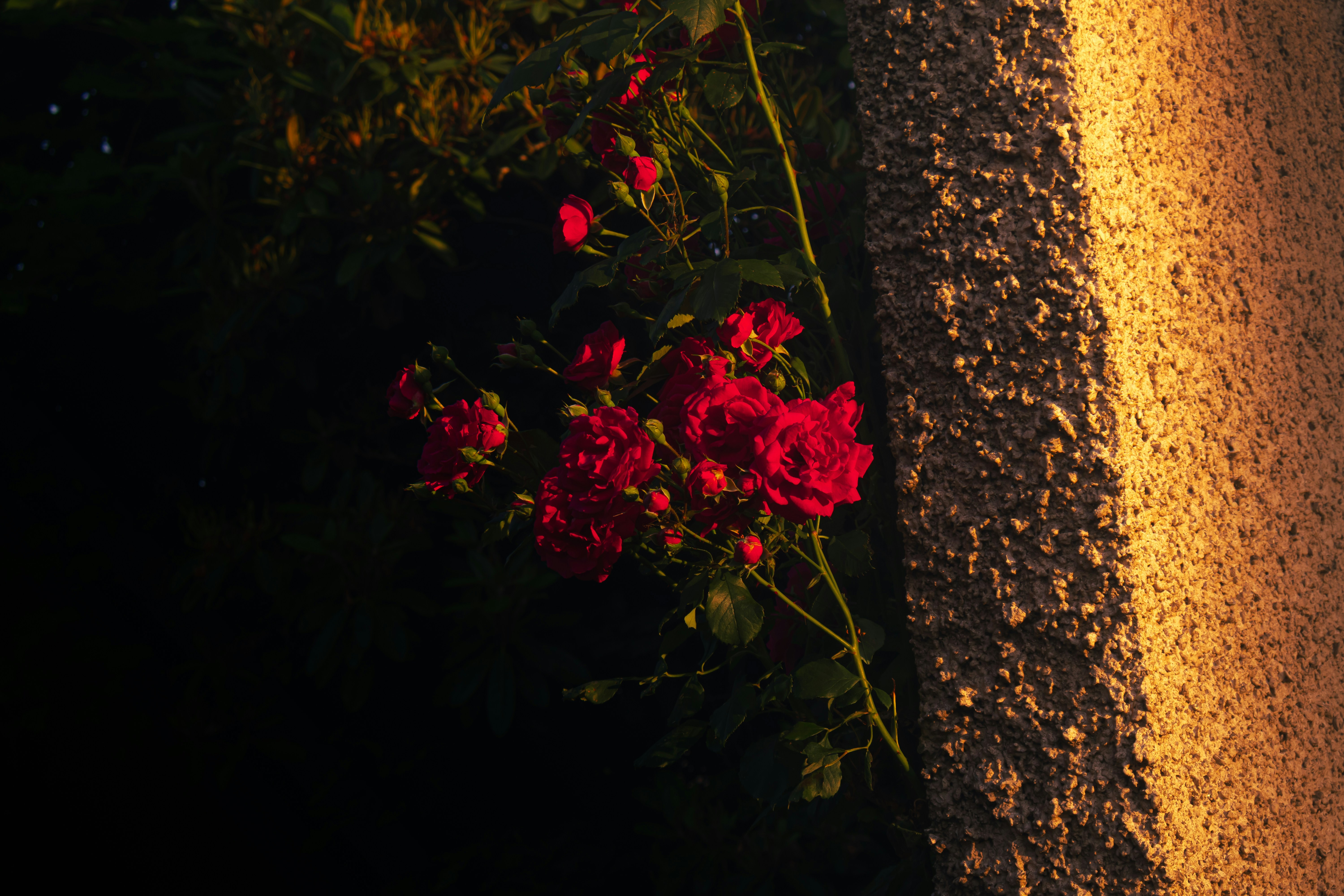 Red Roses in Shadowed Light by a Rough Concrete Edge