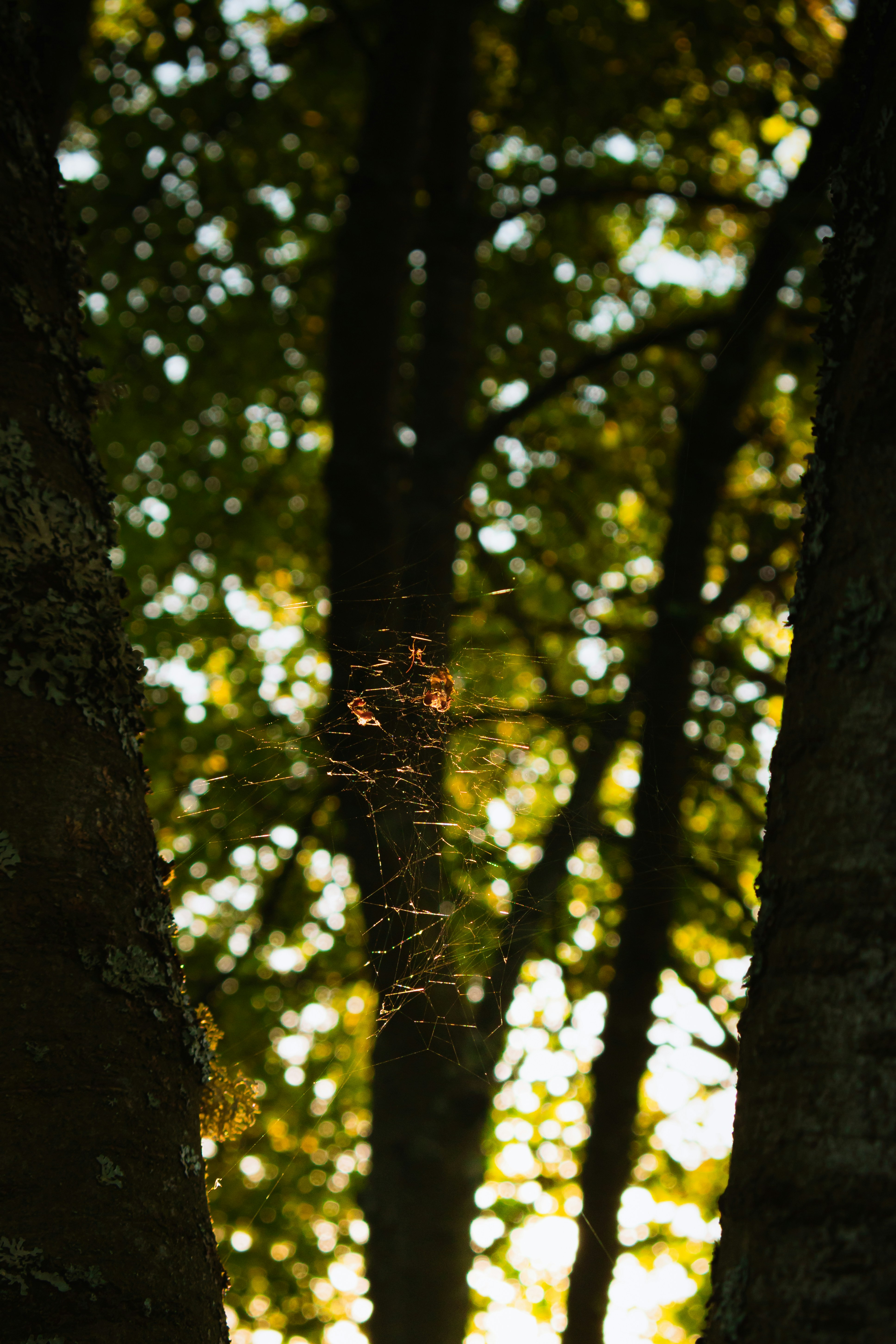 Spider Silk Between the Giants: Sunlit Canopy and a Delicate Web
