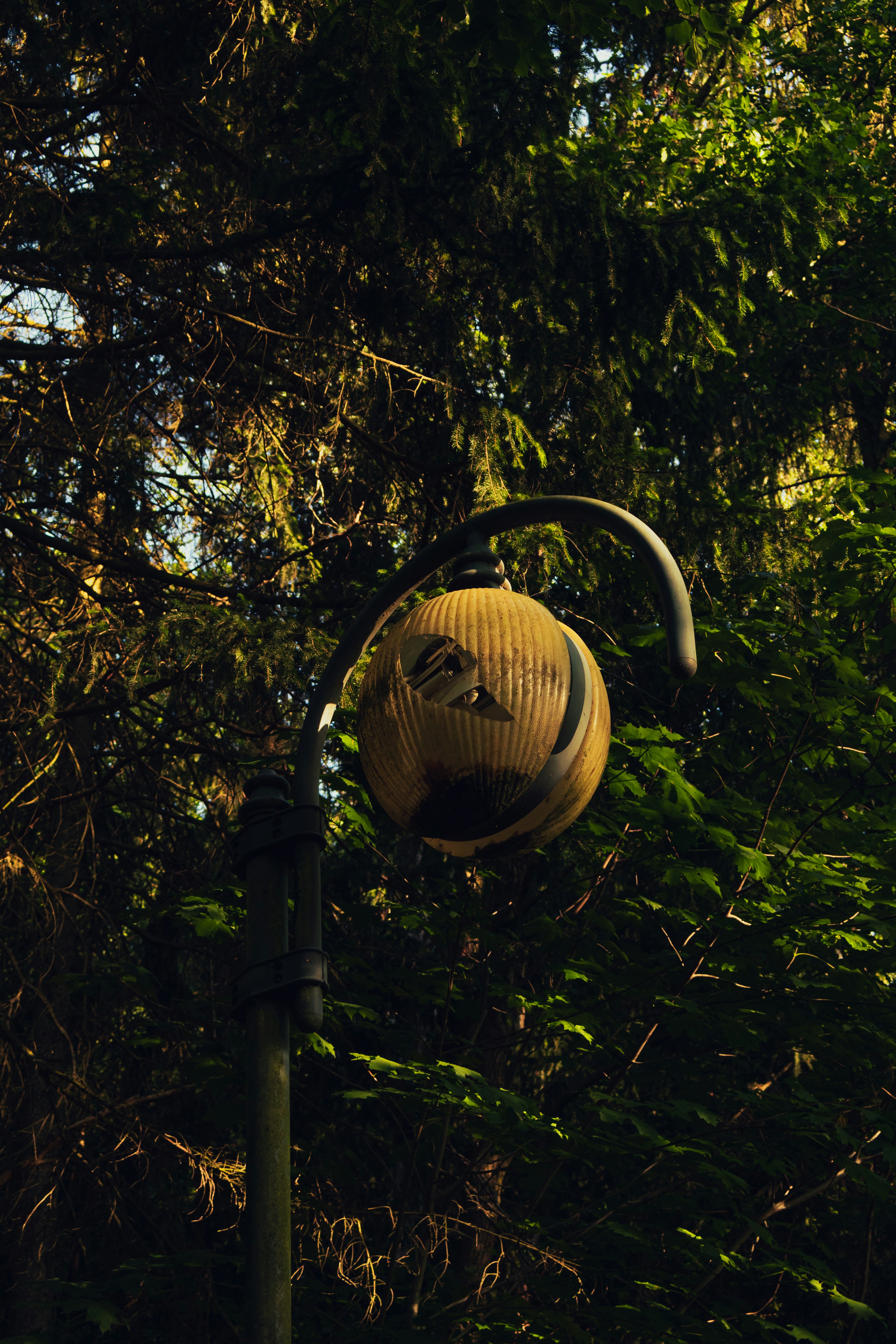 Broken Lantern Amid Forest Canopy
