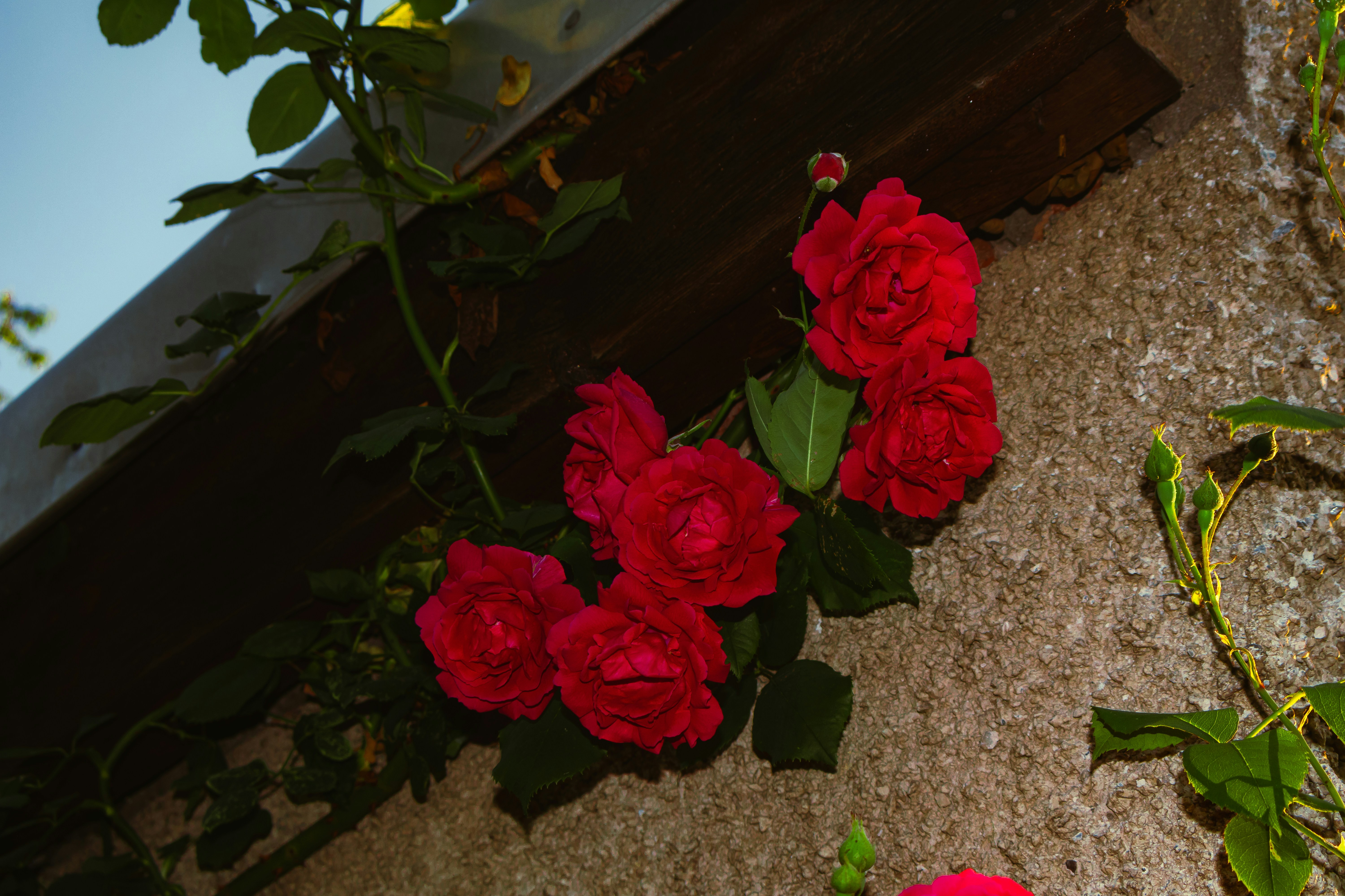 Crimson Roses Clinging to a Rough Wall