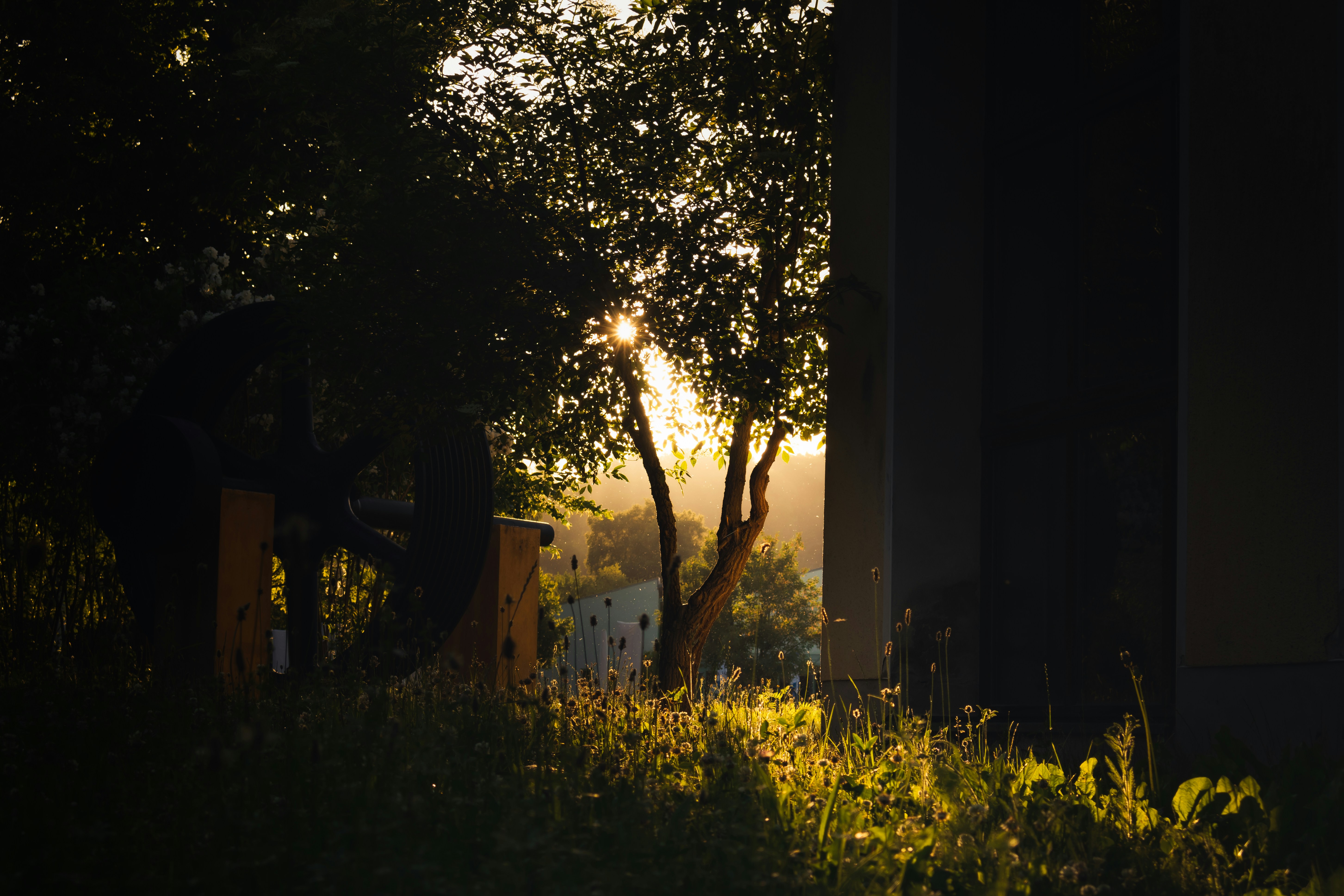 Sunlit Verge: Quiet Light Filtering Through the Trees