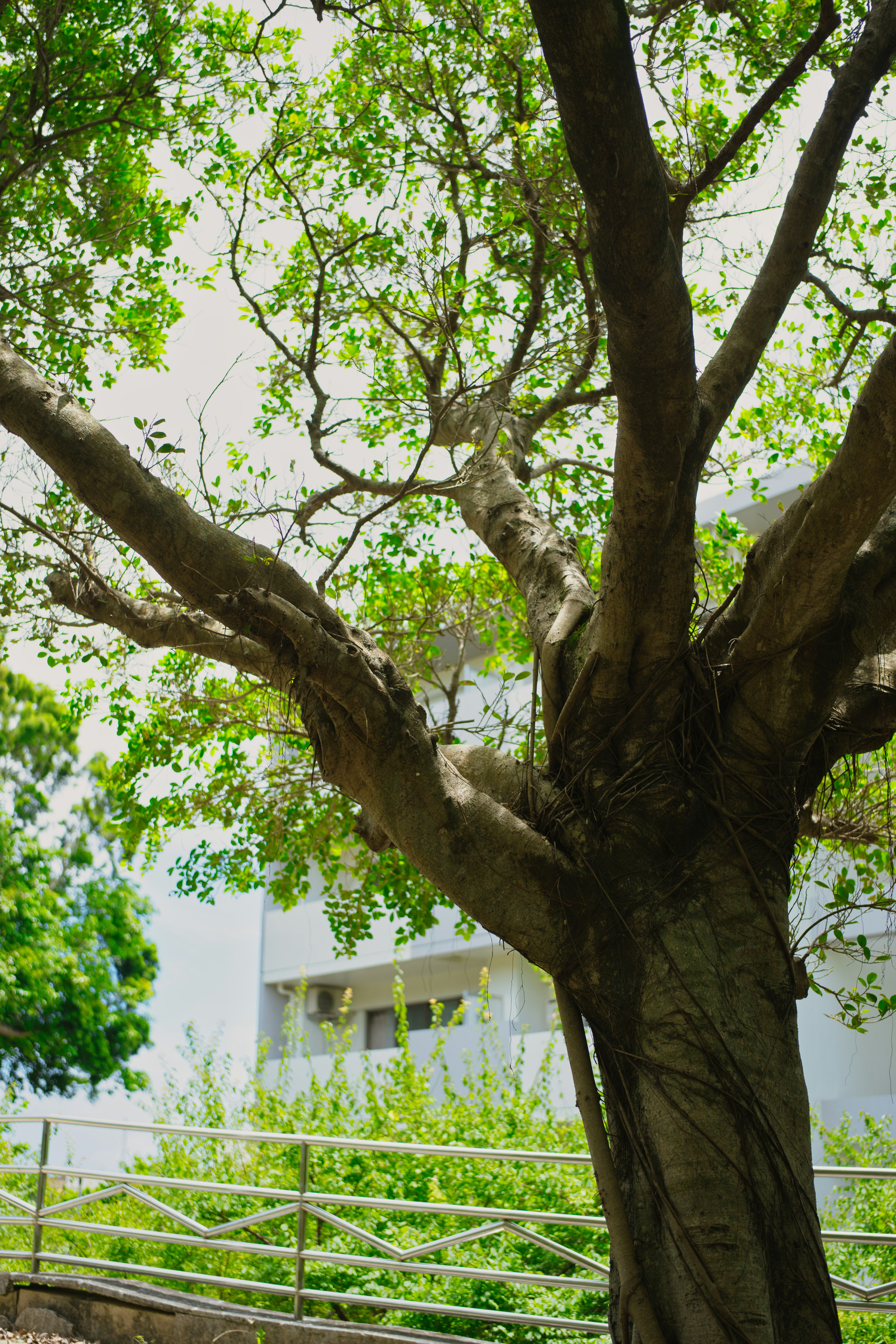 Sunlit Arboreal Confidence: A Trunk-Centered Portrait of Resilient Greenery