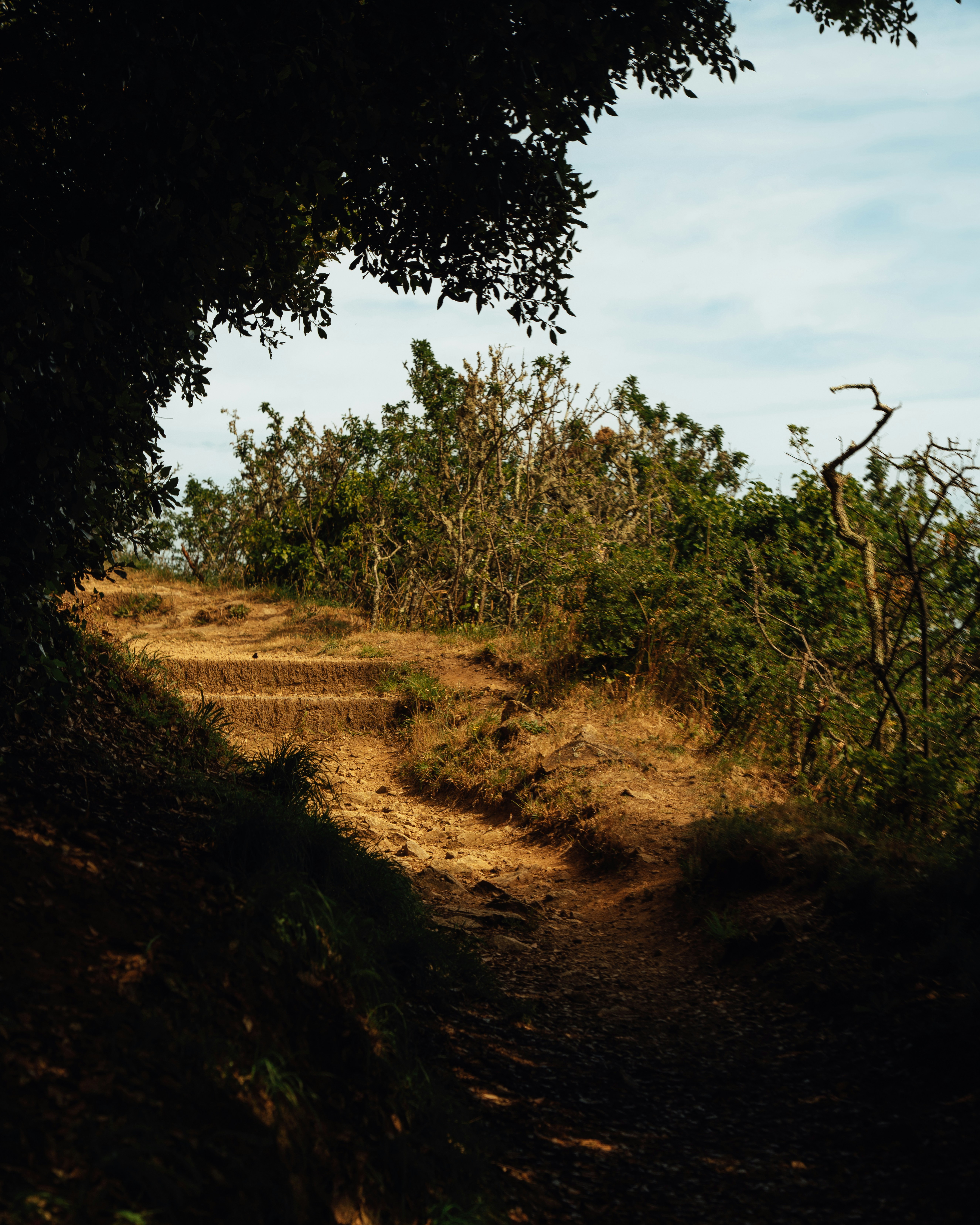 Dusty Woodland Path Receding into Bright Clearing