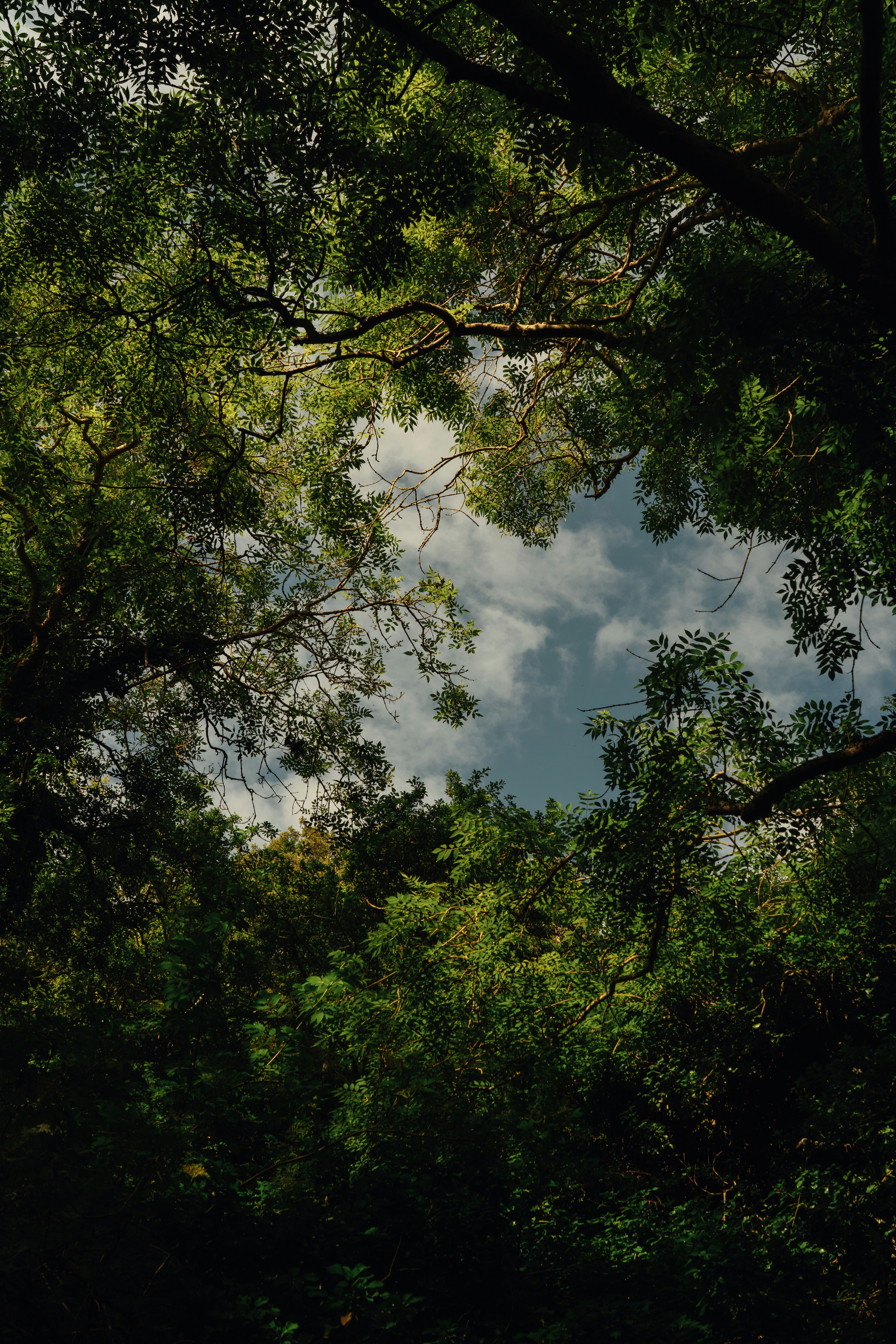 Crown of Green: Sky Revealed Through a Cathedral of Trees