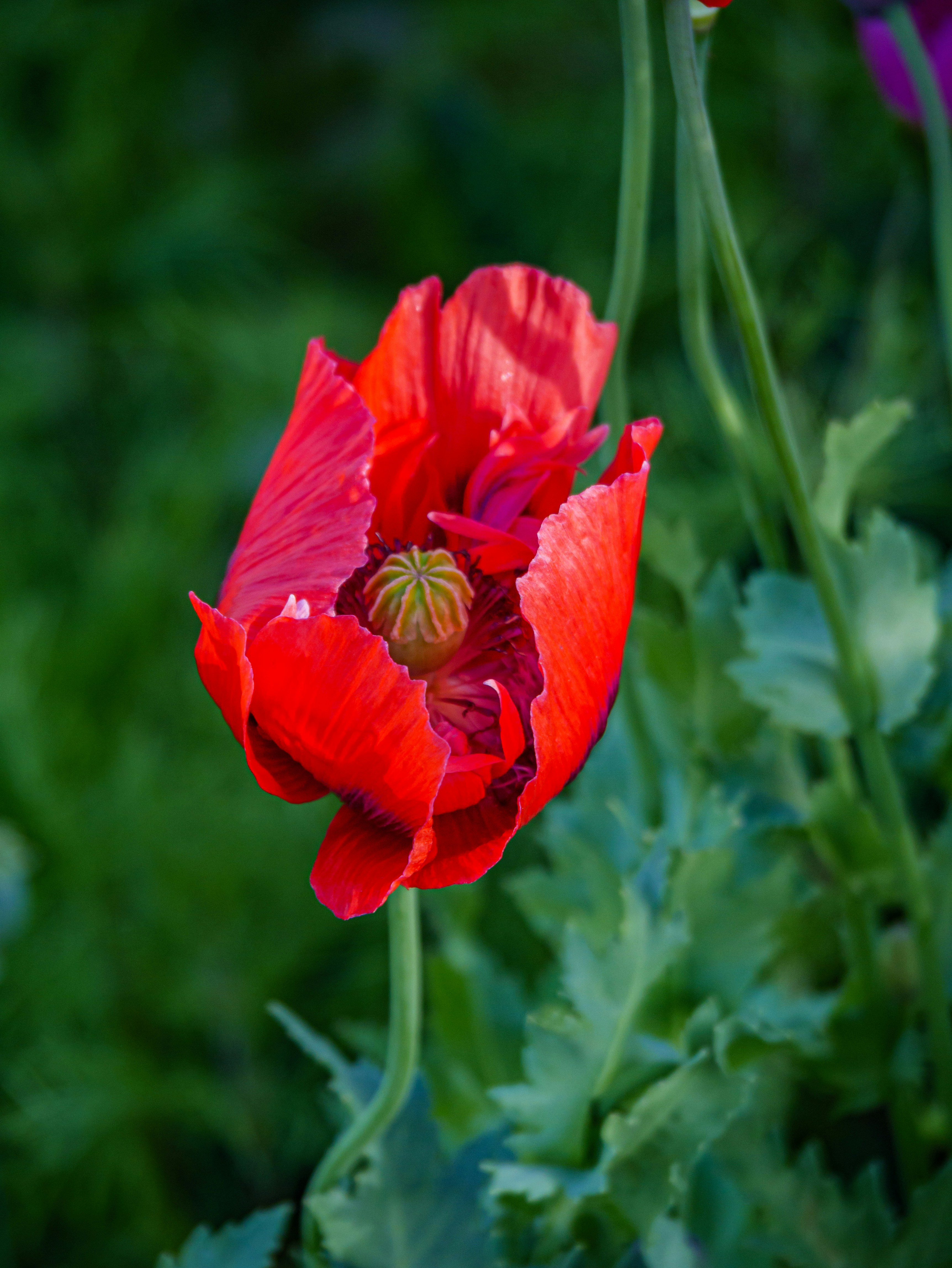 Crimson Poppy in Morning Light