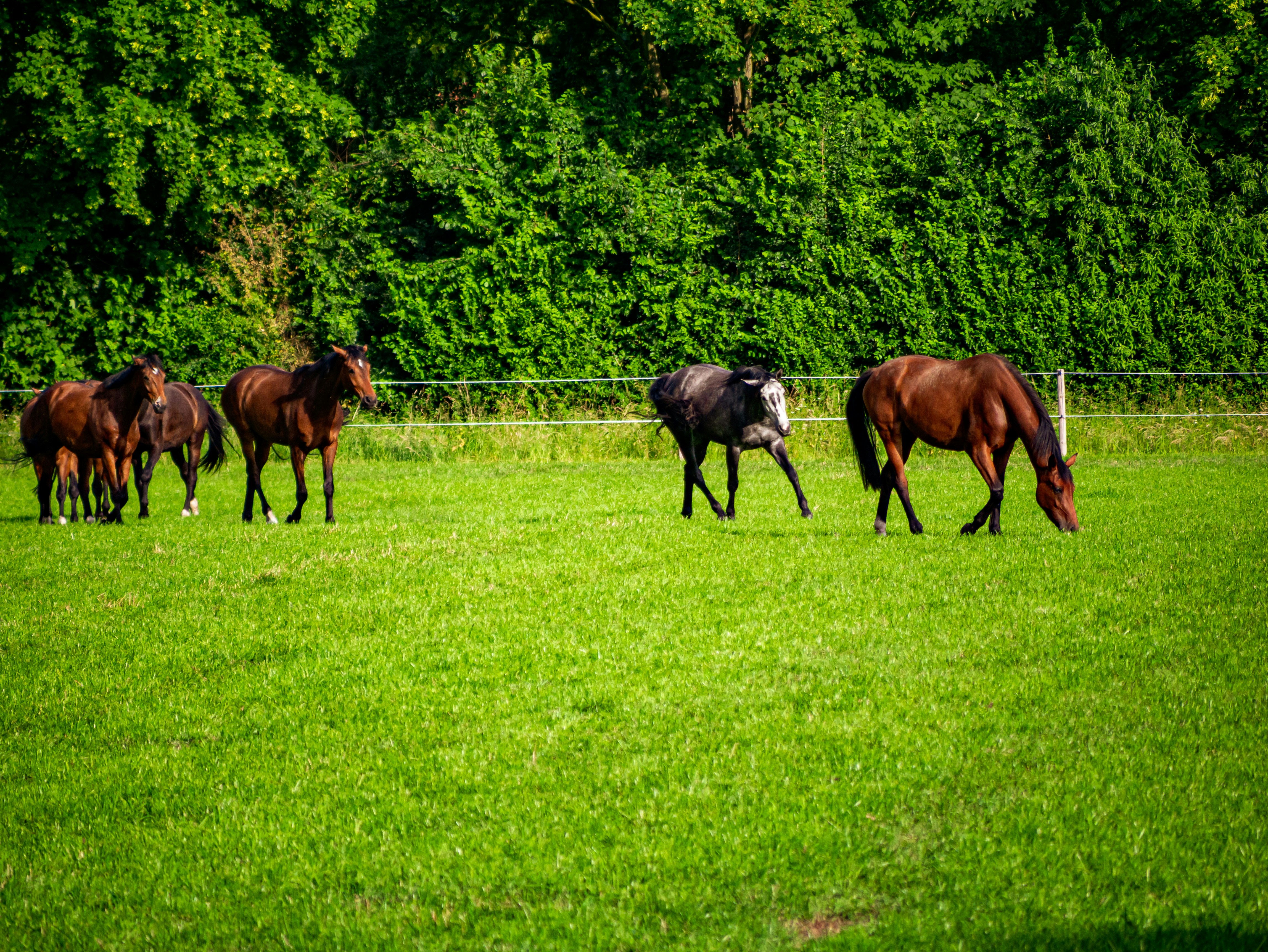 Group of horses grazing in a sunlit green field with a tree line in the background; a calm pastoral scene illustrating equine life.