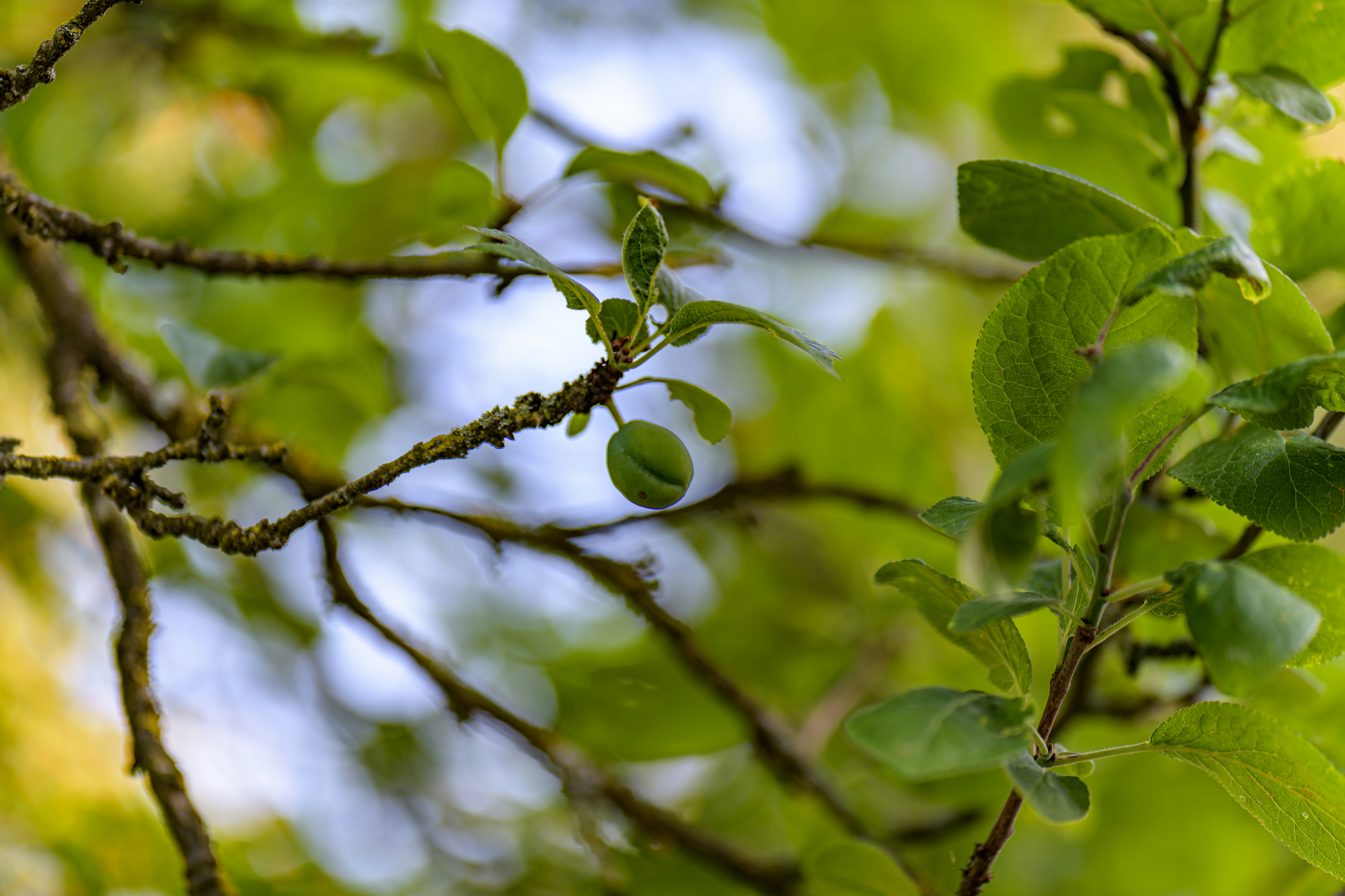 Emerald Fruit on a Quiet Branch