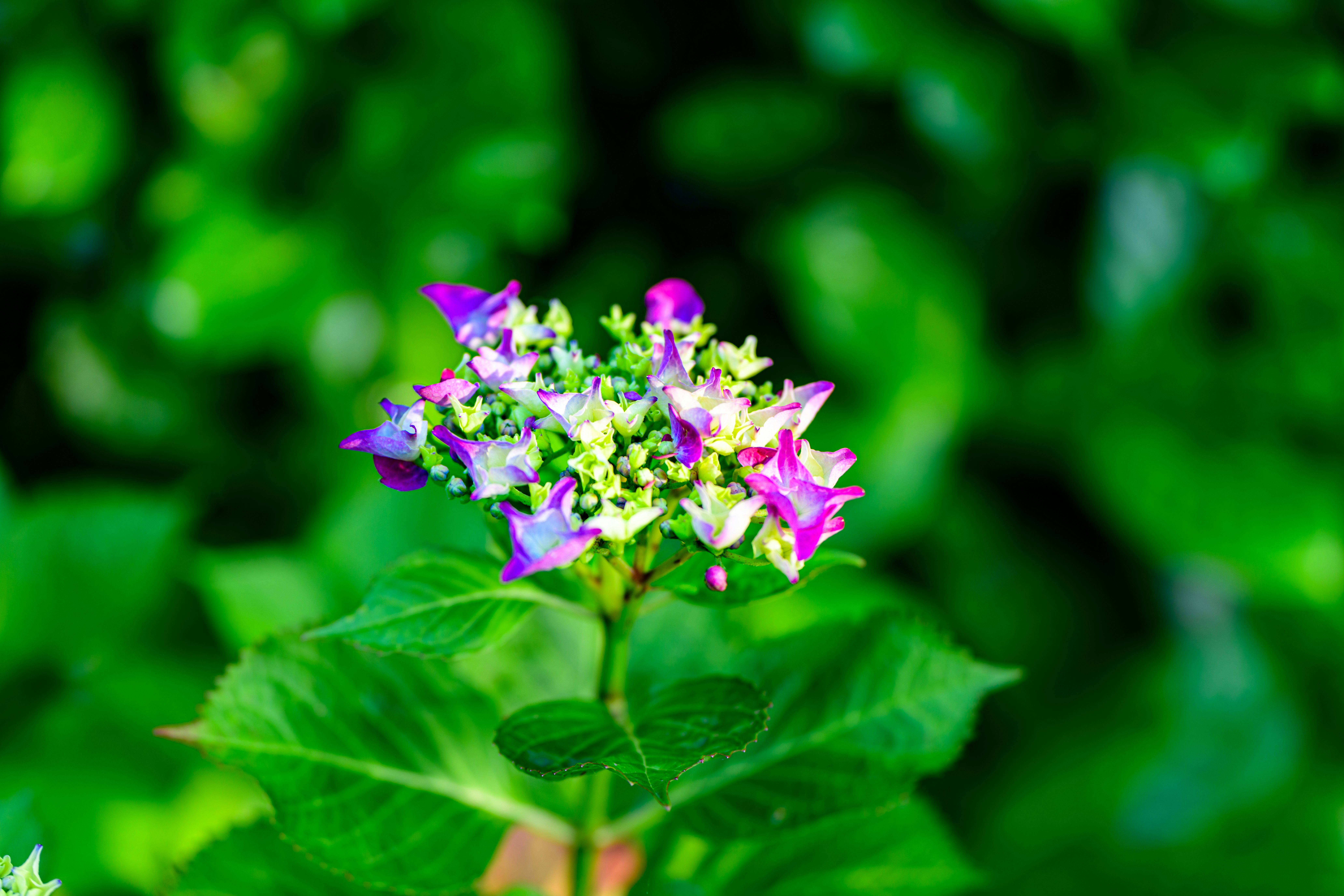 Vibrant Hydrangea Buds in Early Bloom with Lush Green Backdrop