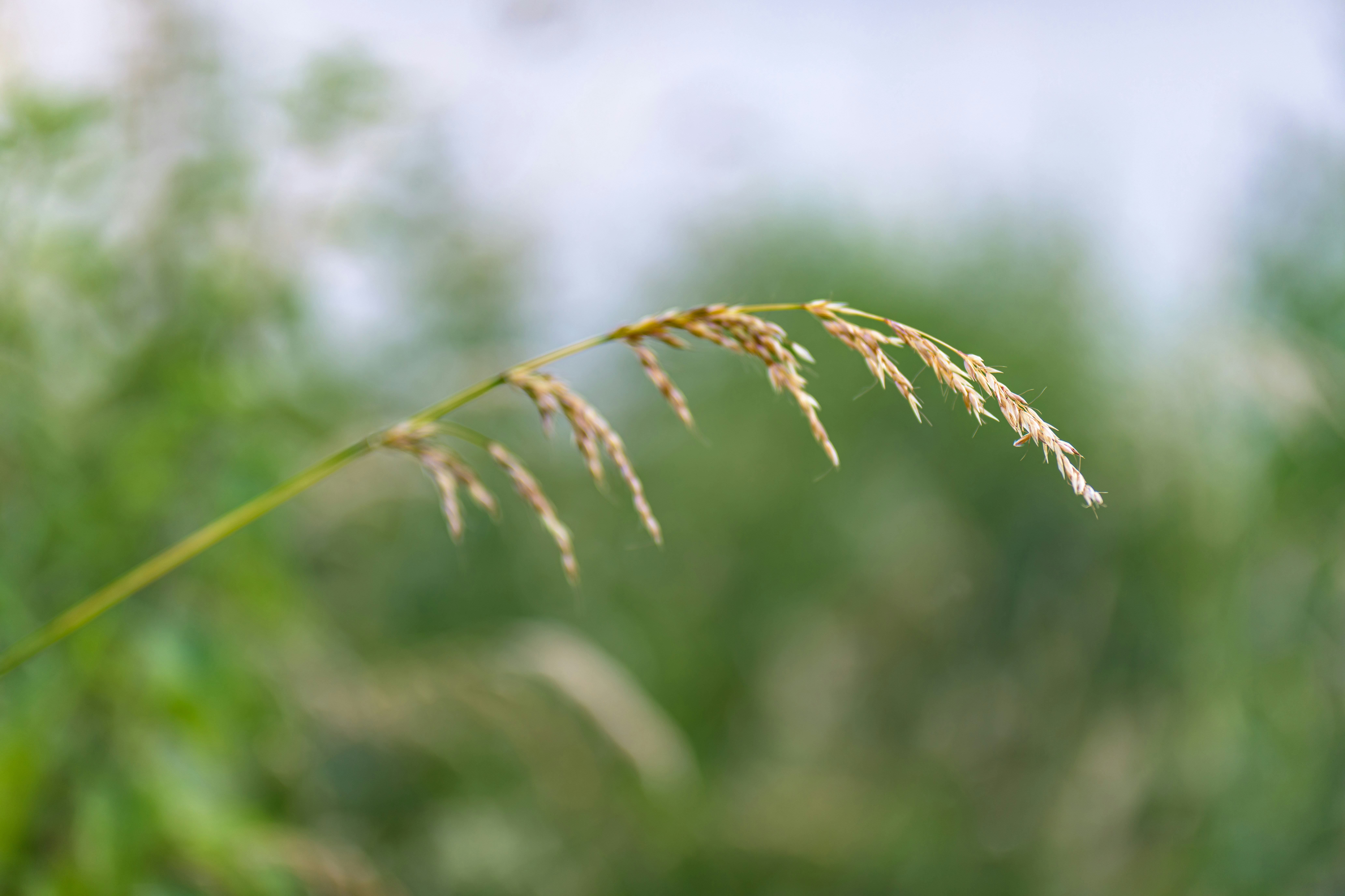 Bent Seed Head Bending Toward the Morning Light