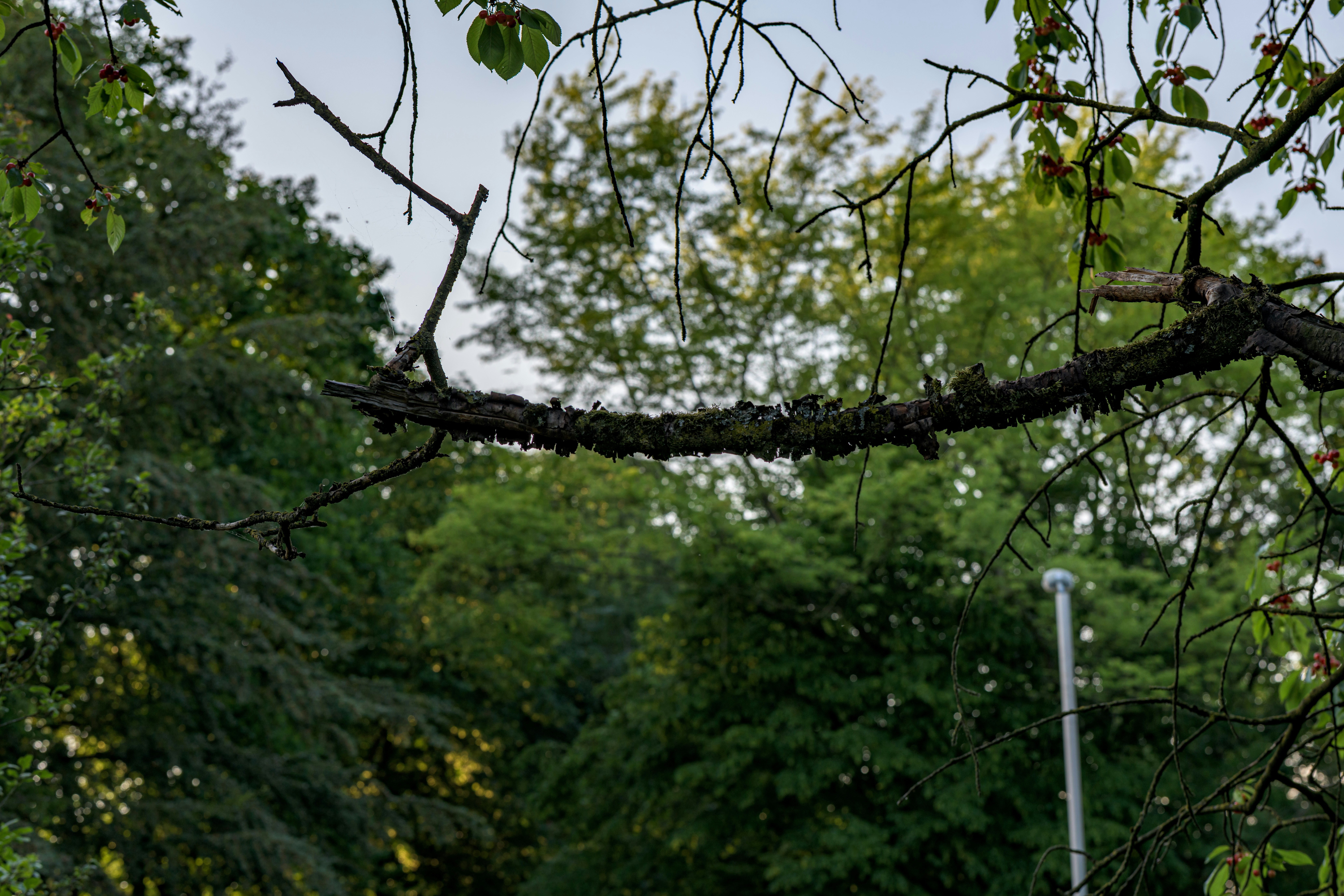 Arched Branching Silhouette Against a Quiet Canopy