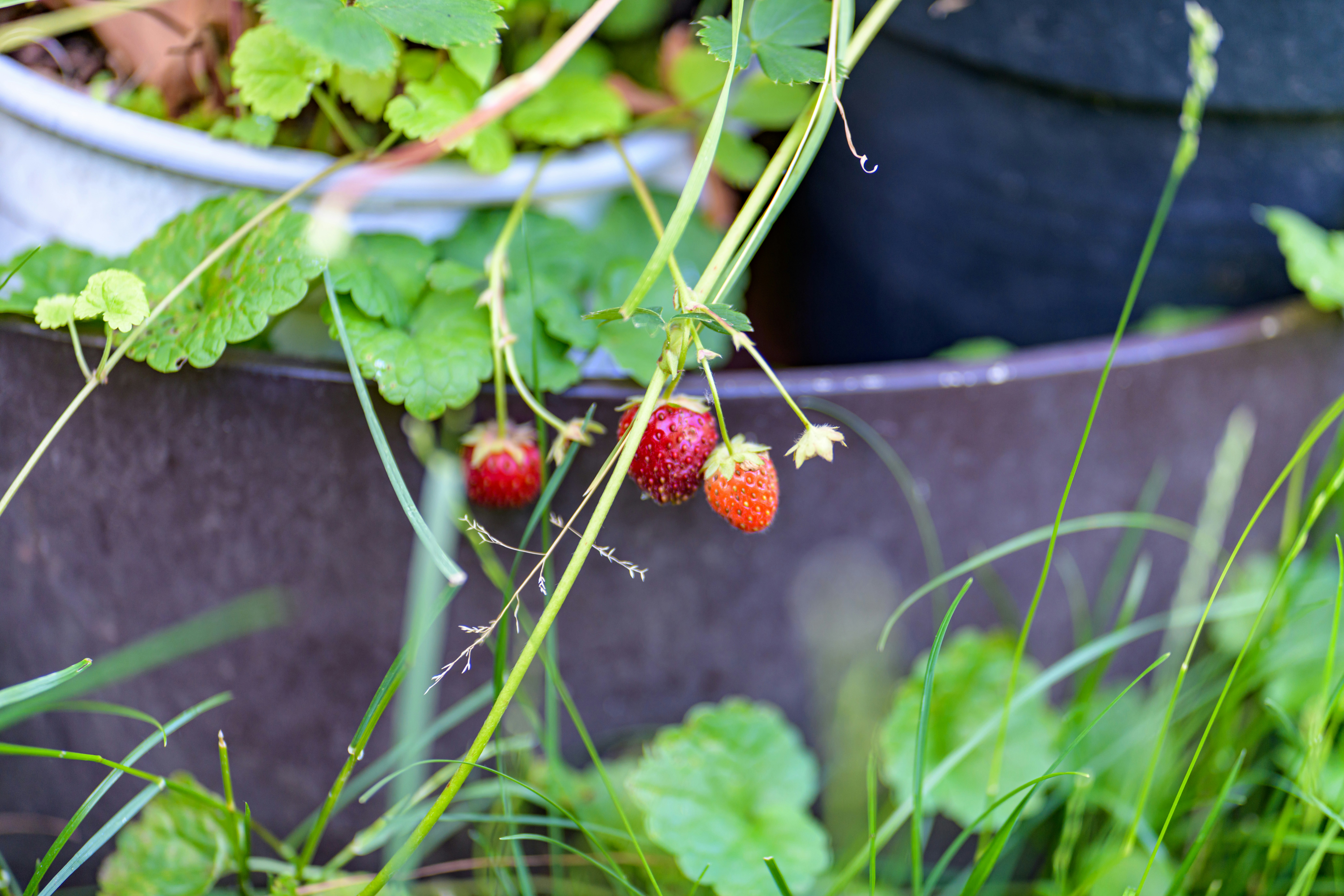 Strawberry Stems and Red Fruits Drifting Through Greenery