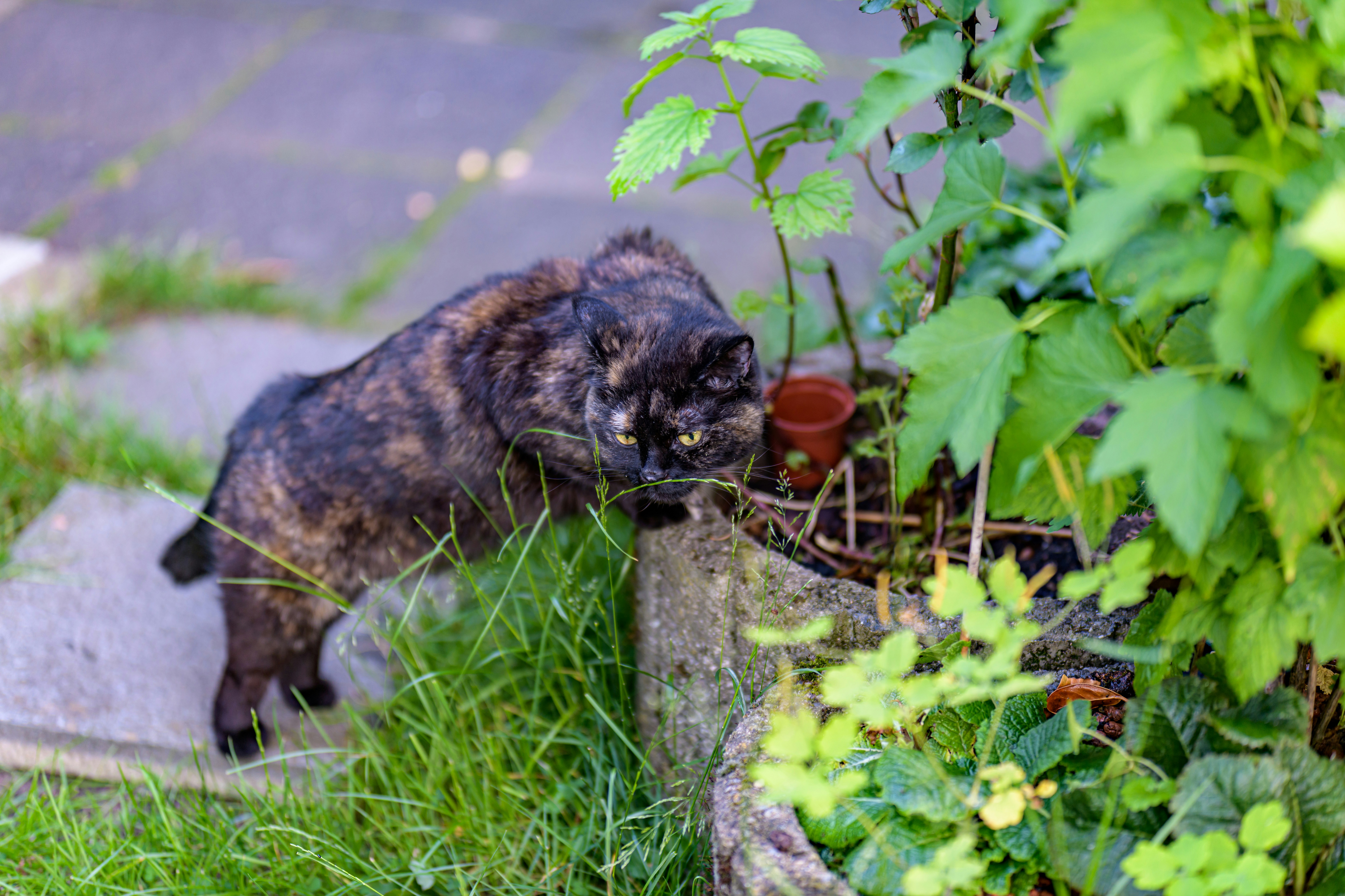 Curious Ground-Patrol: A Tortie investigates a garden border