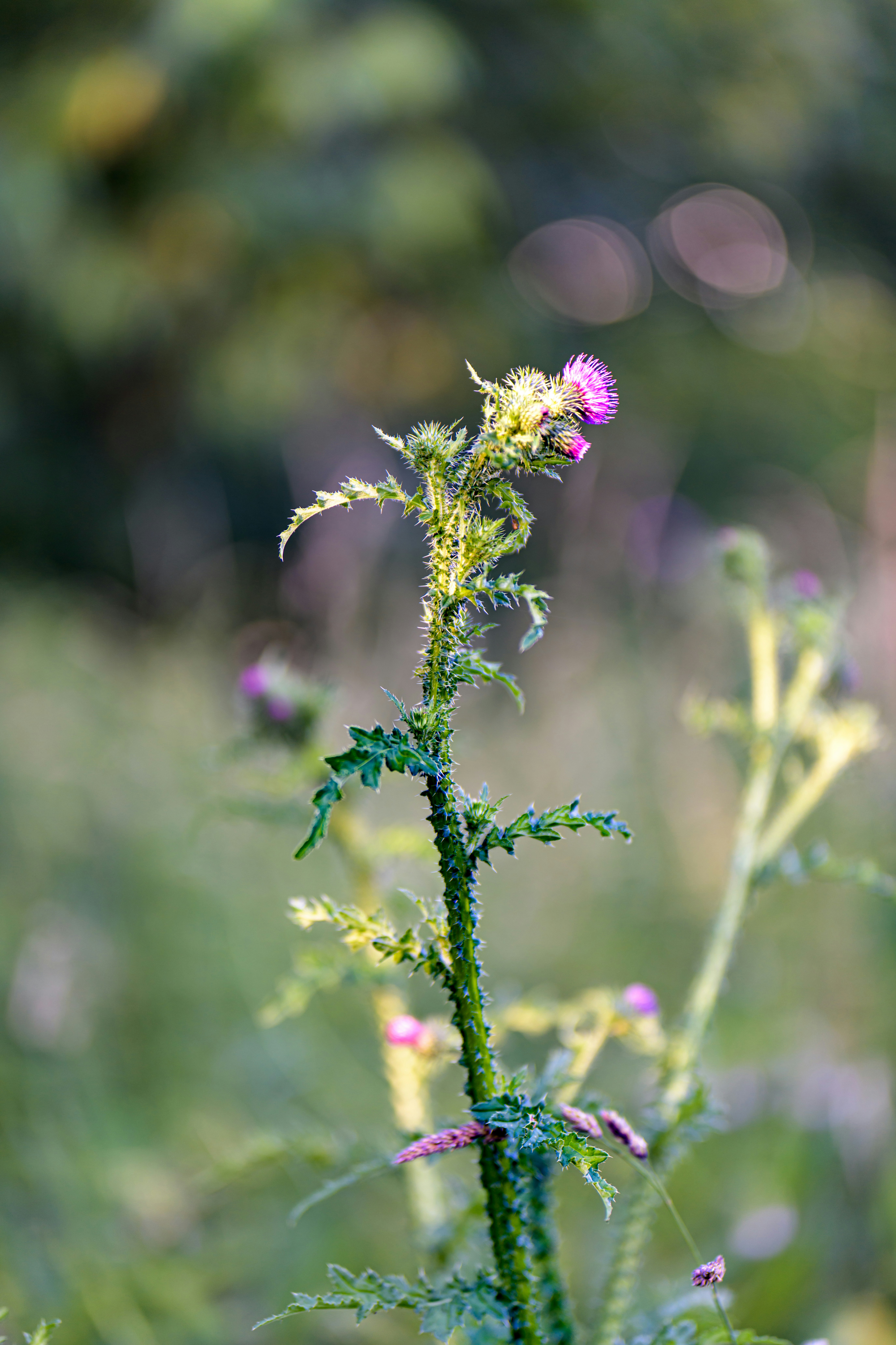 Ink-stem Bloom: a close-up of a thorny thistle reaching toward soft backlight