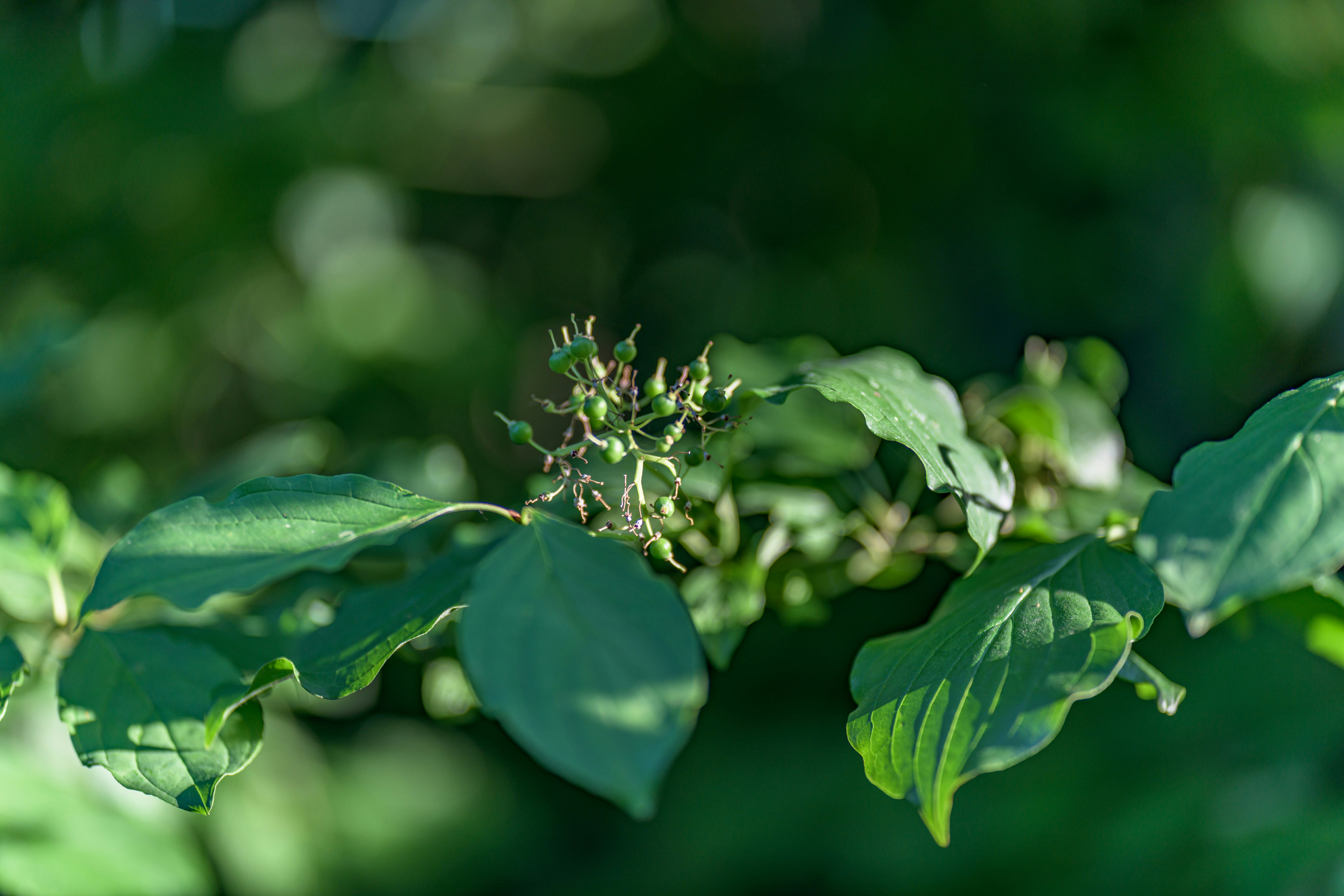 Emerald Leaves with Distant Flower Cluster in Dappled Sun
