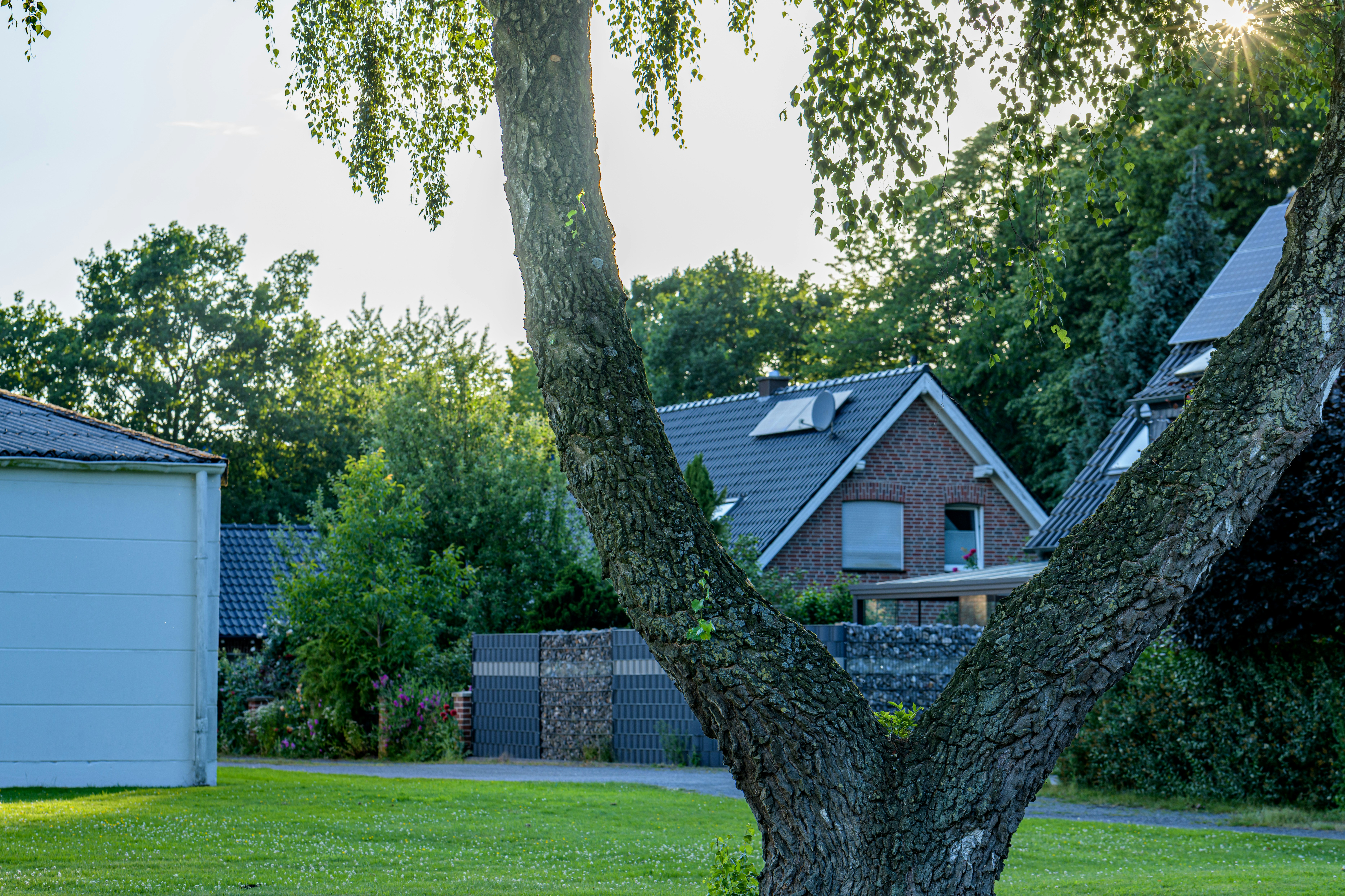 Sunlit Y-Tree Framing a Quiet Suburban Lawn