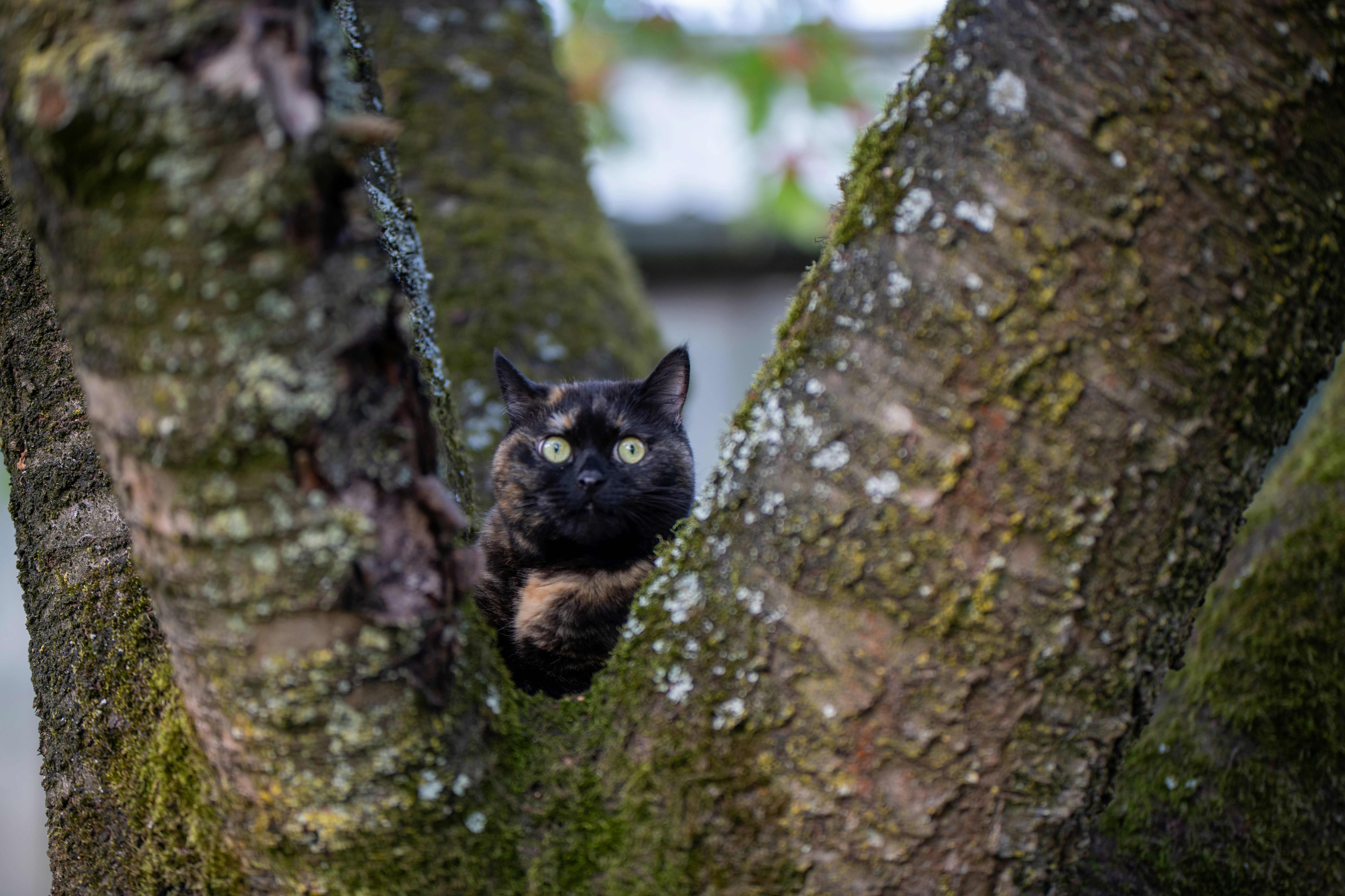 Hidden in the Bark: A Curious Black Cat Peers from a Mossy Fork
