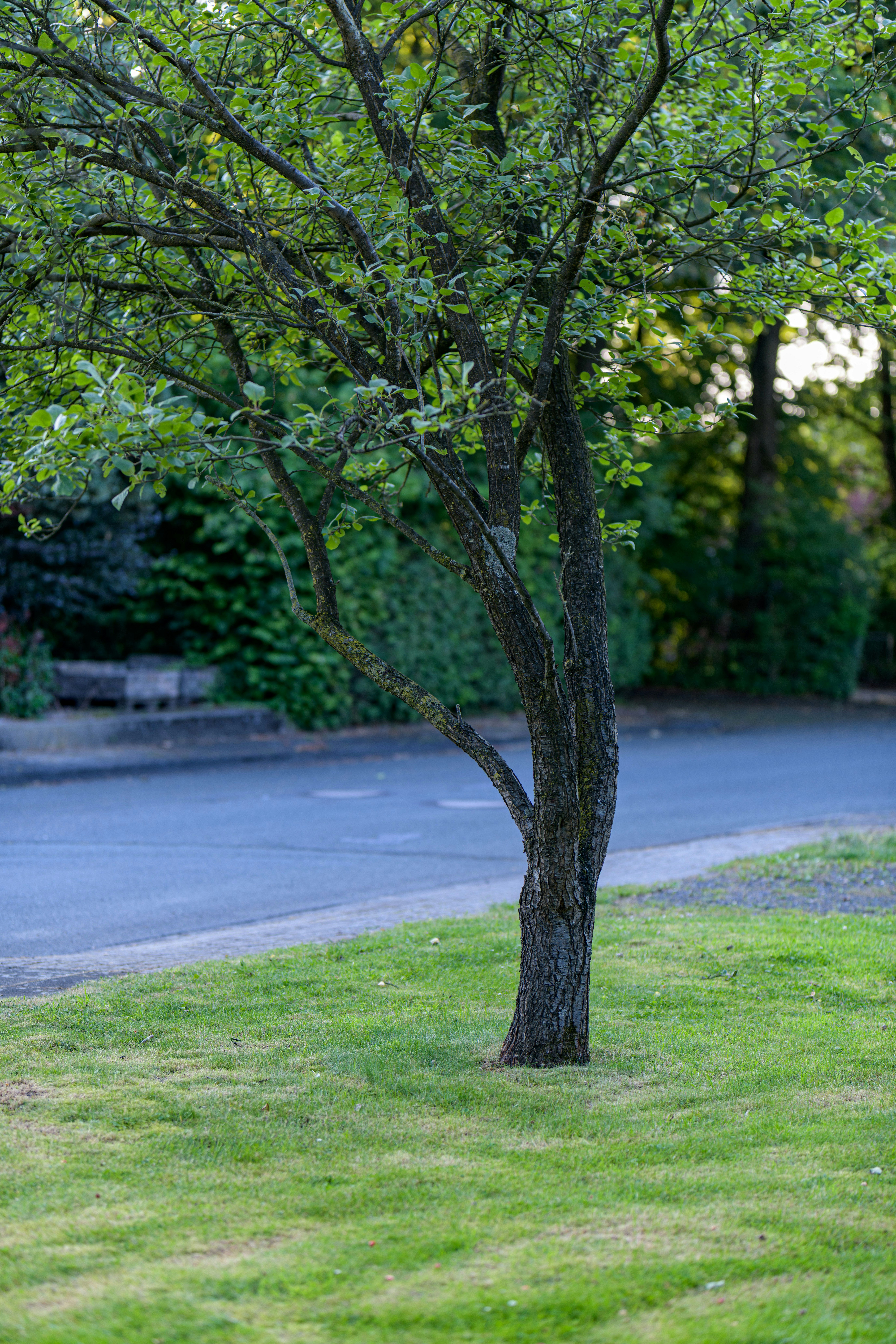 Umbrella of Green: A Single Tree Framed by an Urban Verge