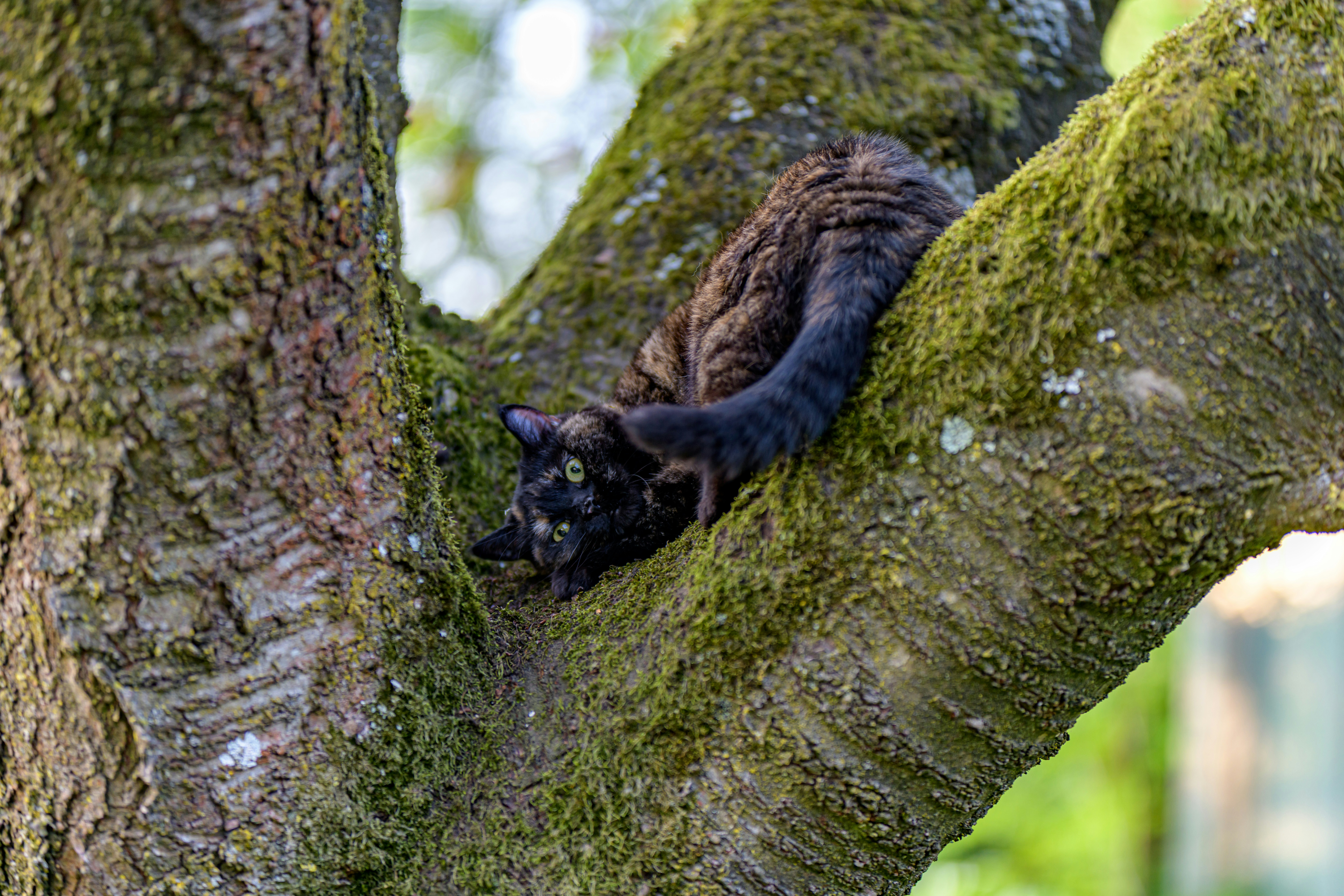 Curled Cat Scout in Mossy Arboreal Ledge