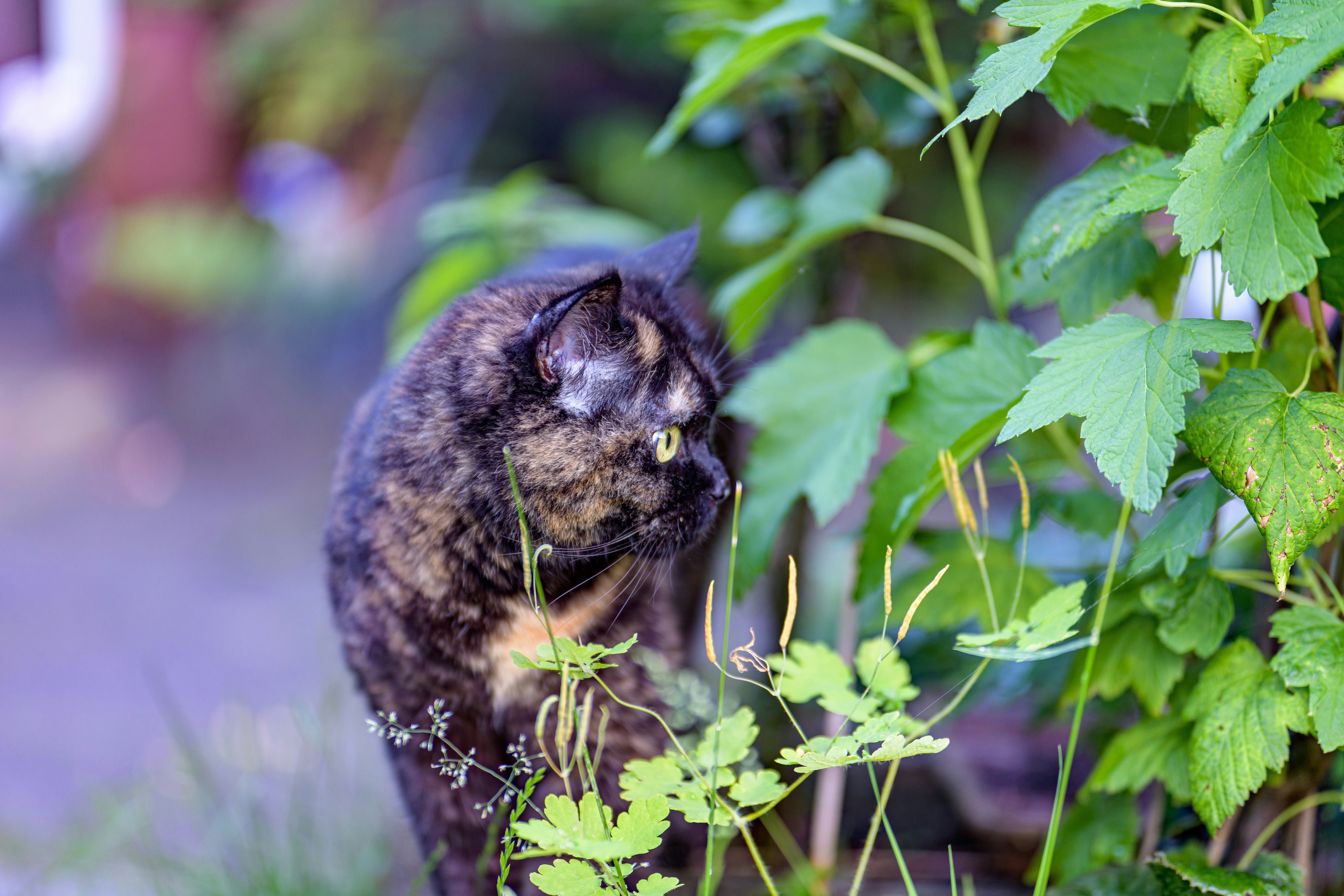 Curious Calico in the Greenery